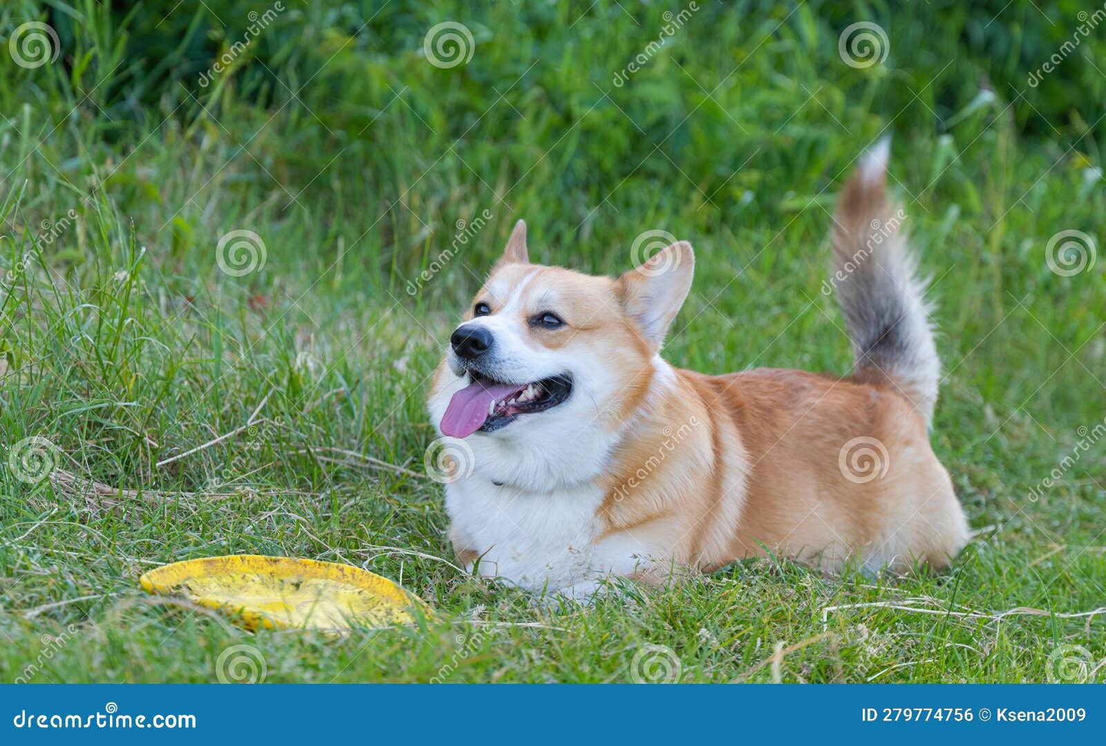 Welsh Corgi Portrait in Nature in Spring Stock Photo - Image of field ...