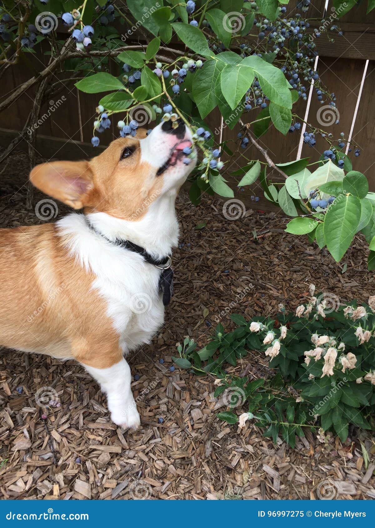 Welsh Corgi Pup Eating Berries Stock Image - Image of berries, welsh ...