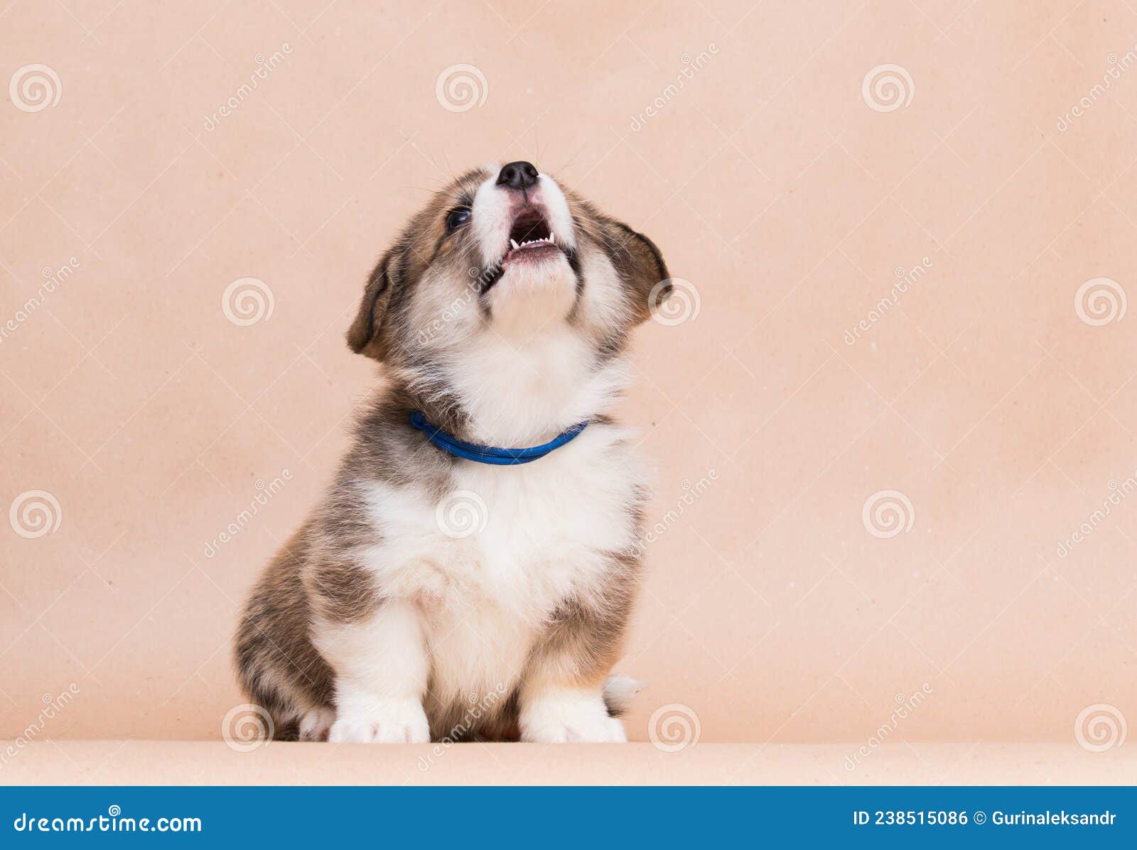 Welsh corgi puppy laughing stock photo. Image of tongue - 238515086