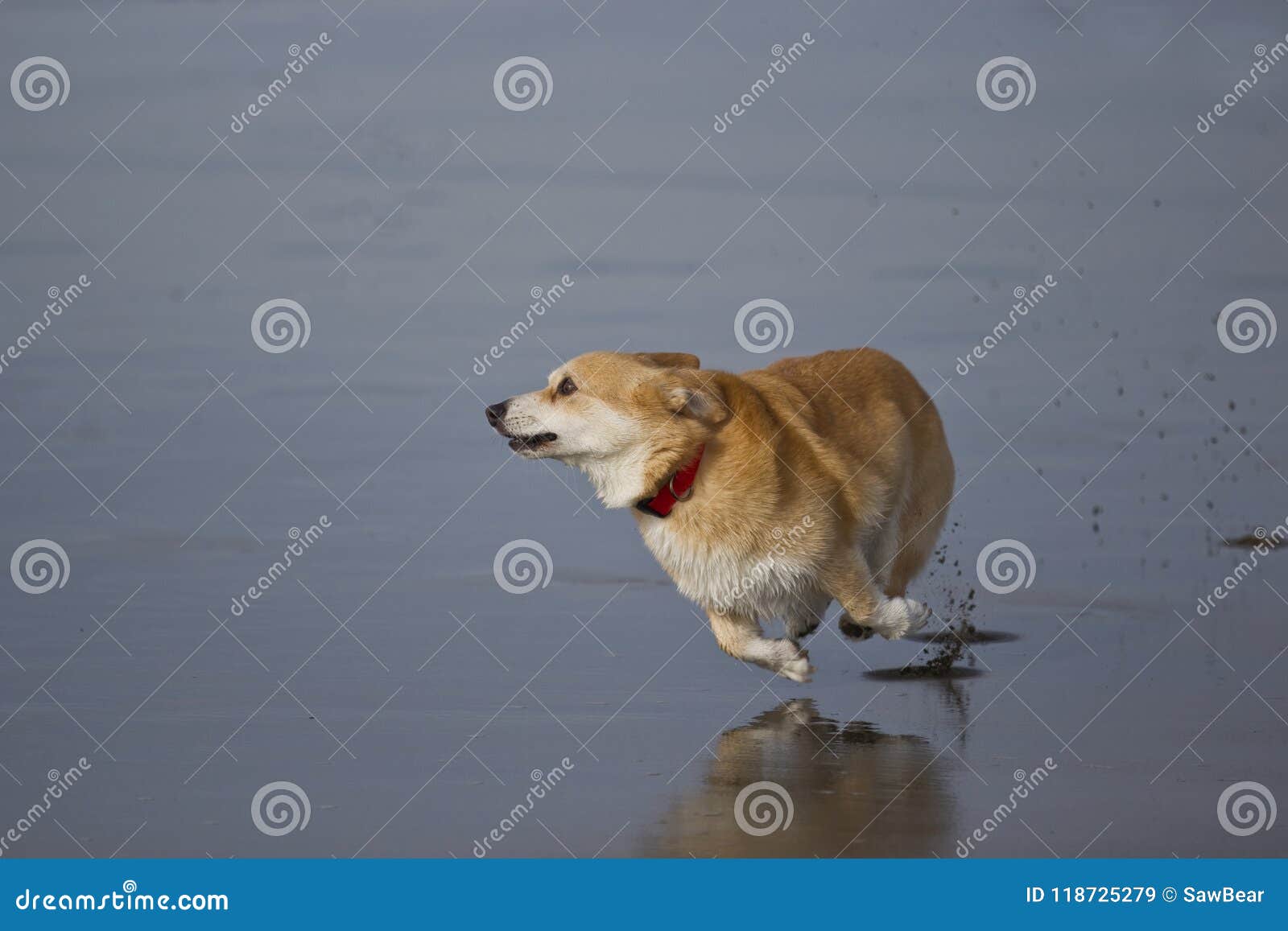 Welsh Corgi Running on the Beach Stock Image - Image of playing ...