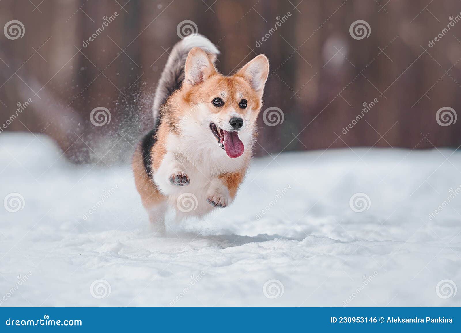 Welsh Corgi Running in the Snow Stock Photo - Image of running ...