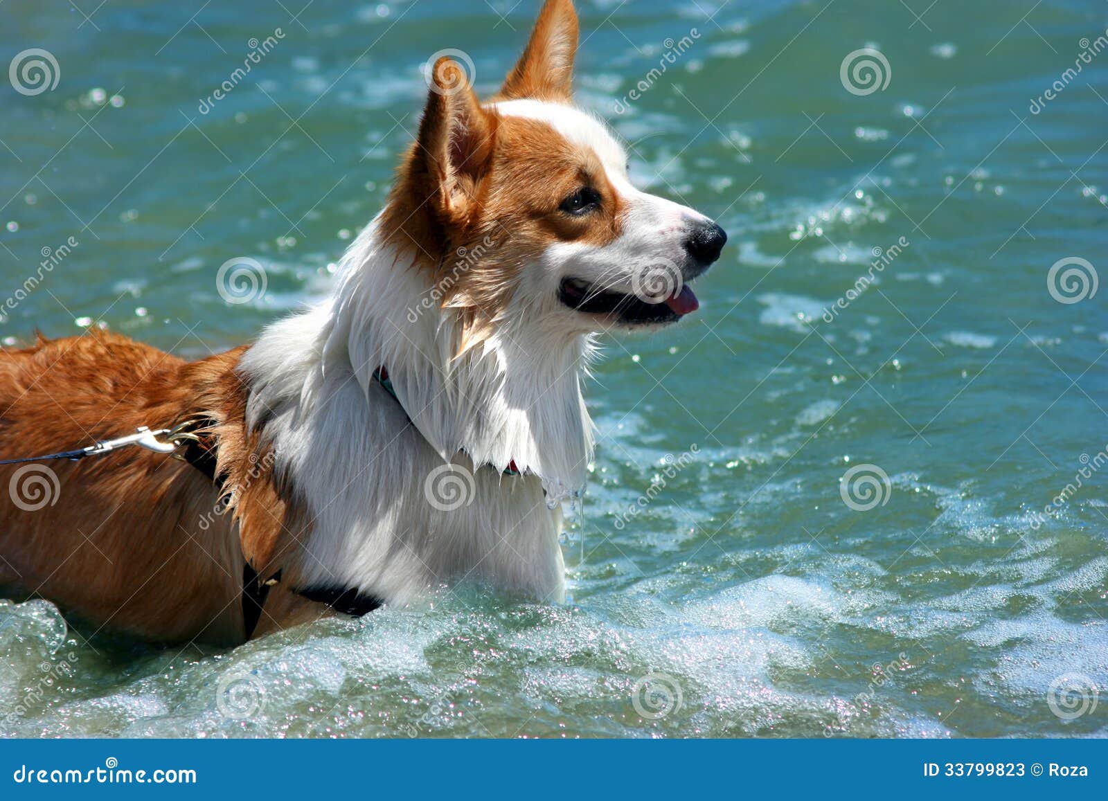 Welsh Corgi - the Smartest Dog Ever Stock Image - Image of pursuit ...