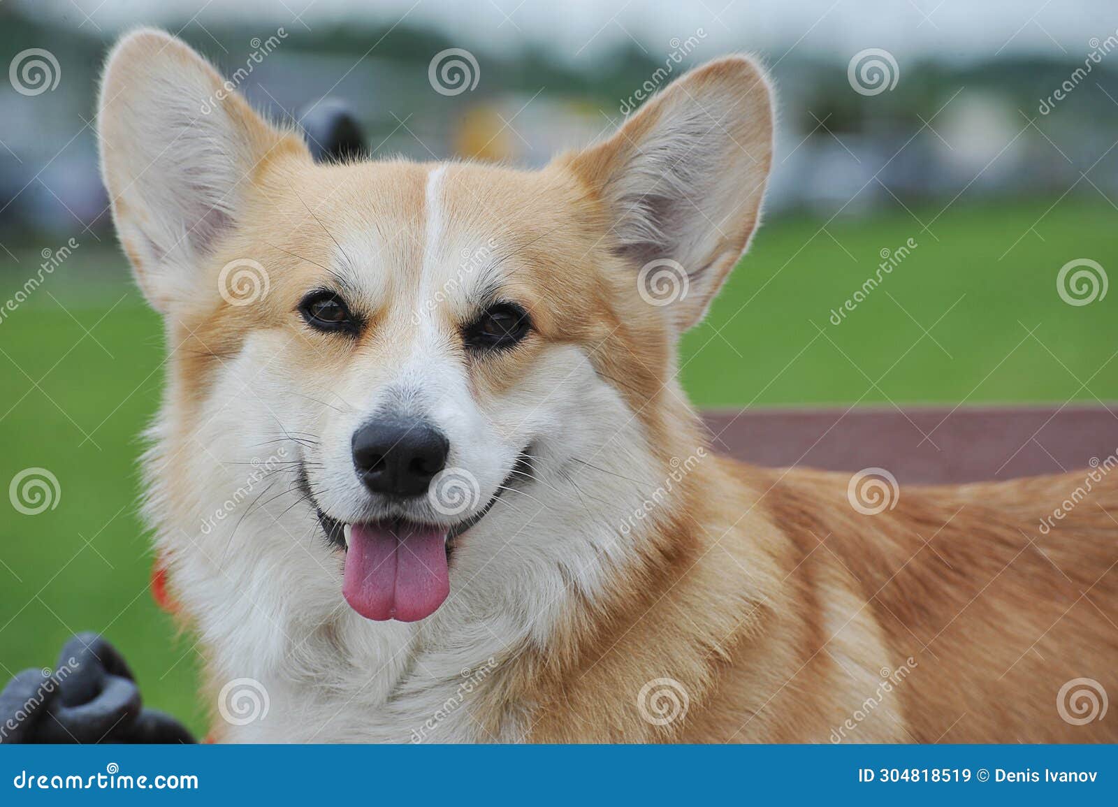 Welsh corgi smile with red stock image. Image of corgi - 304818519