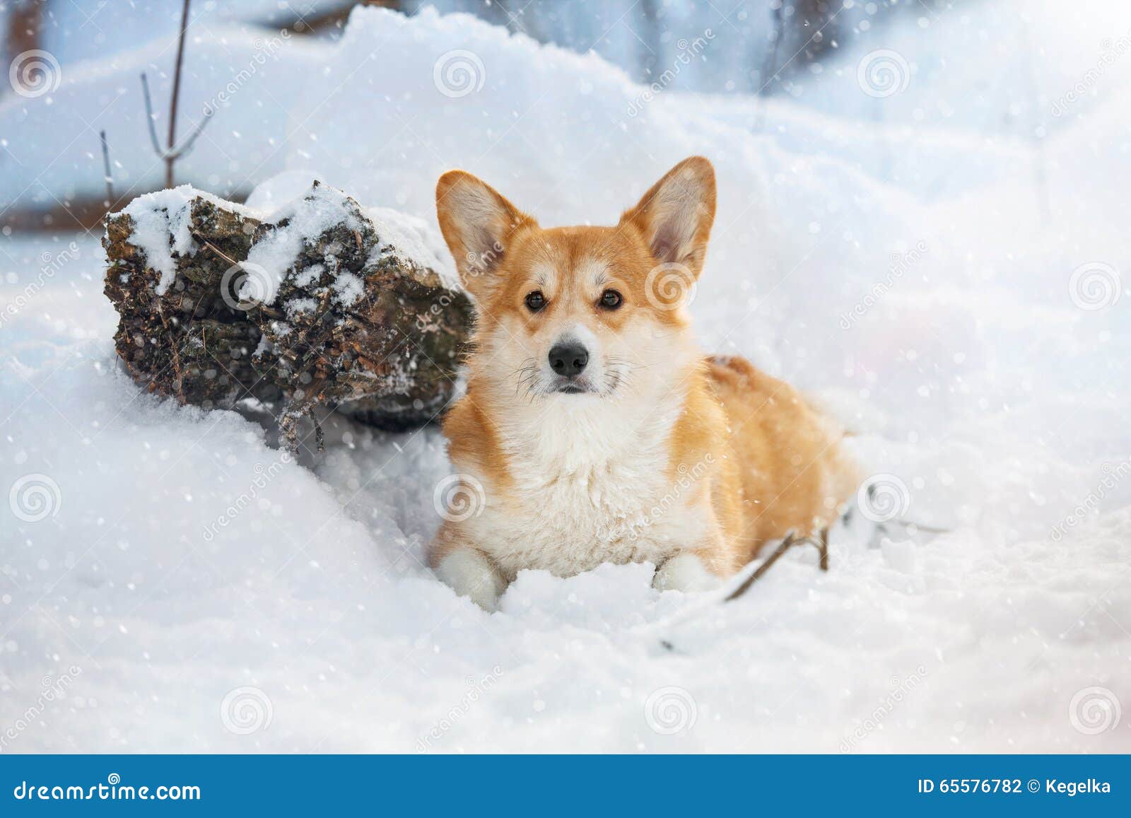 Welsh Corgi in snow stock photo. Image of corgi, forest - 65576782
