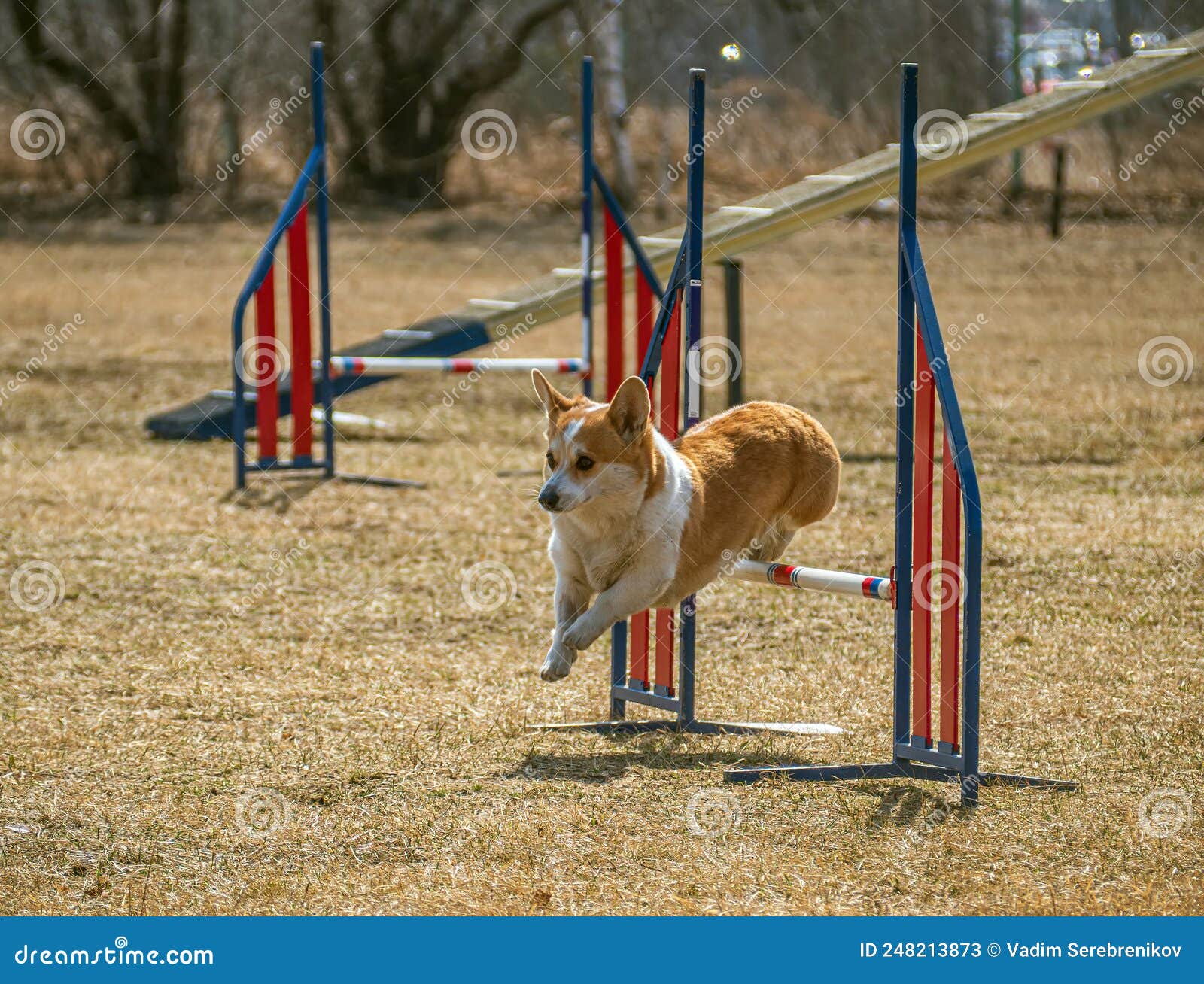 Welsh Corgi is Taking Part in an Agility Competition Stock Image ...