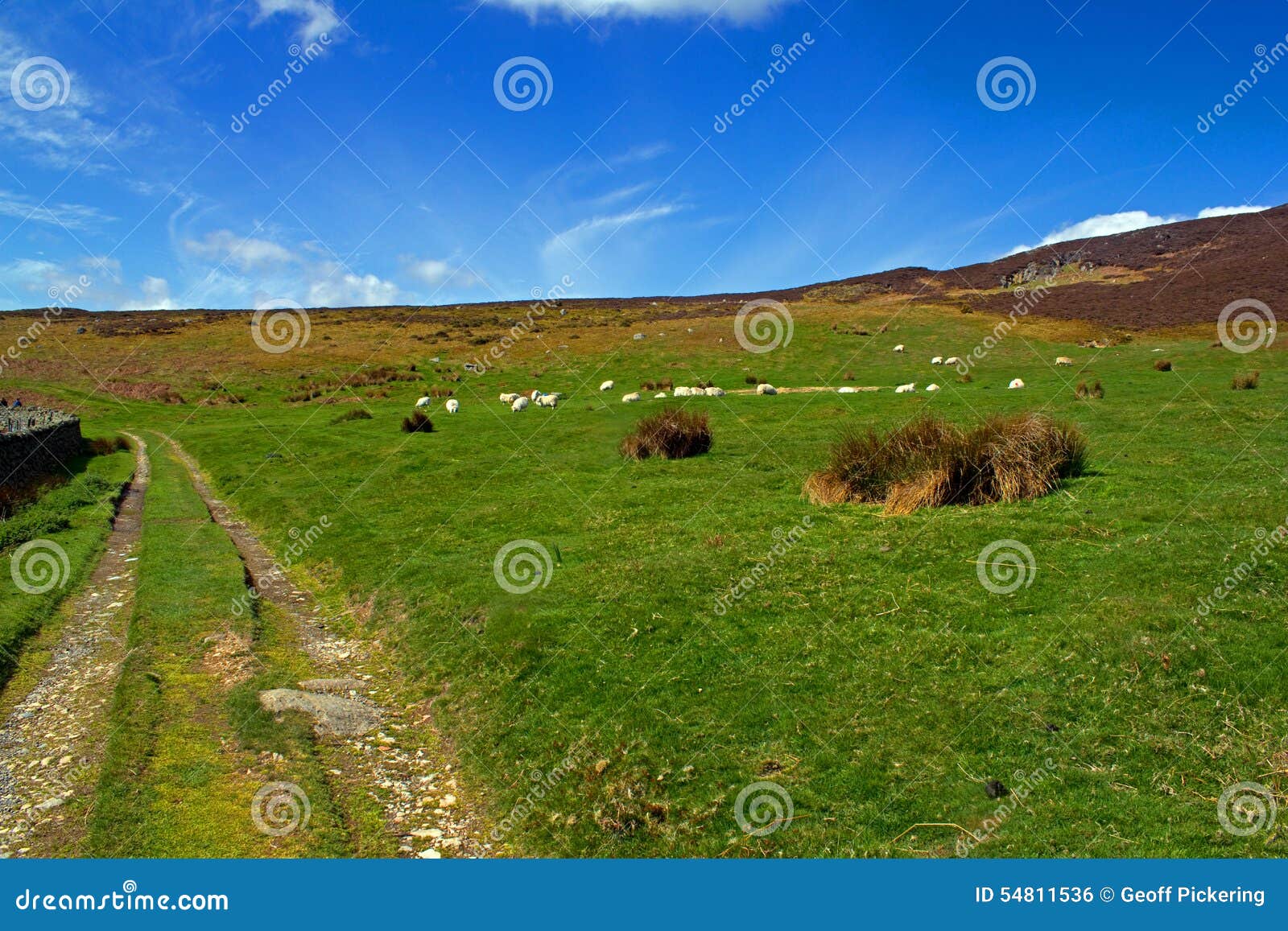 Welsh Countryside stock photo. Image of field, tree, walk - 54811536