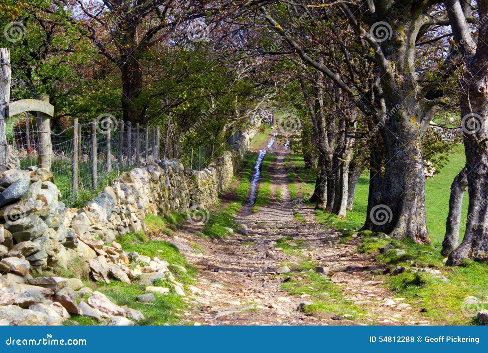 Welsh Countryside stock photo. Image of walk, tree, country - 54812288