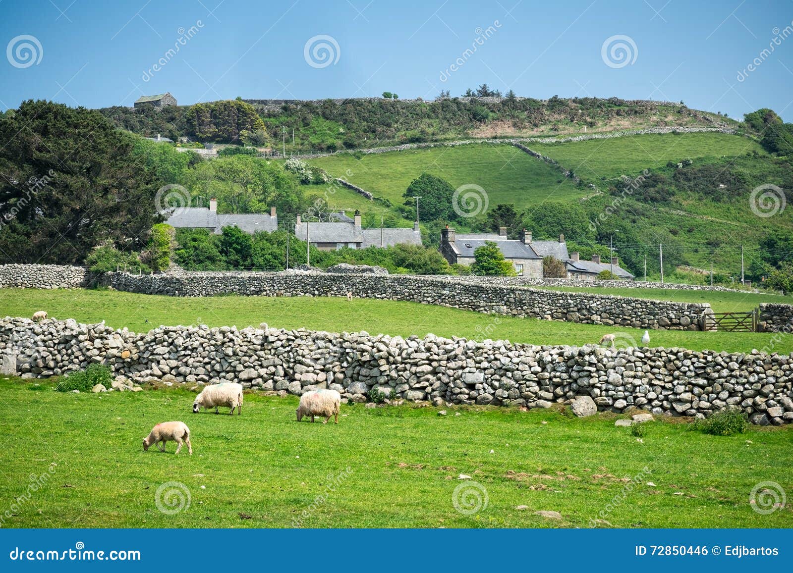 Welsh farmyard stock photo. Image of farmyard, animal - 72850446
