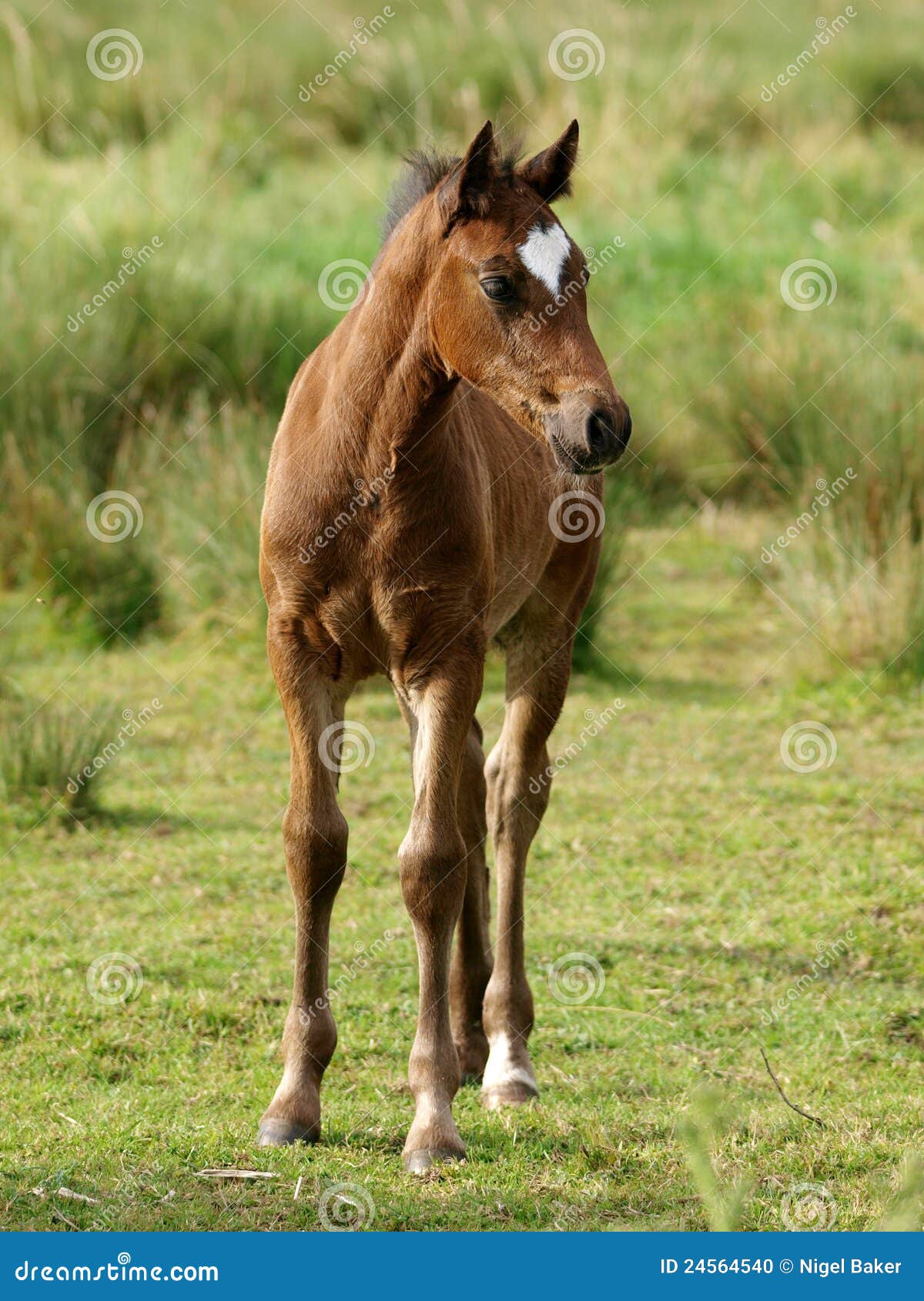 Welsh Foal stock photo. Image of outside, born, nature - 24564540