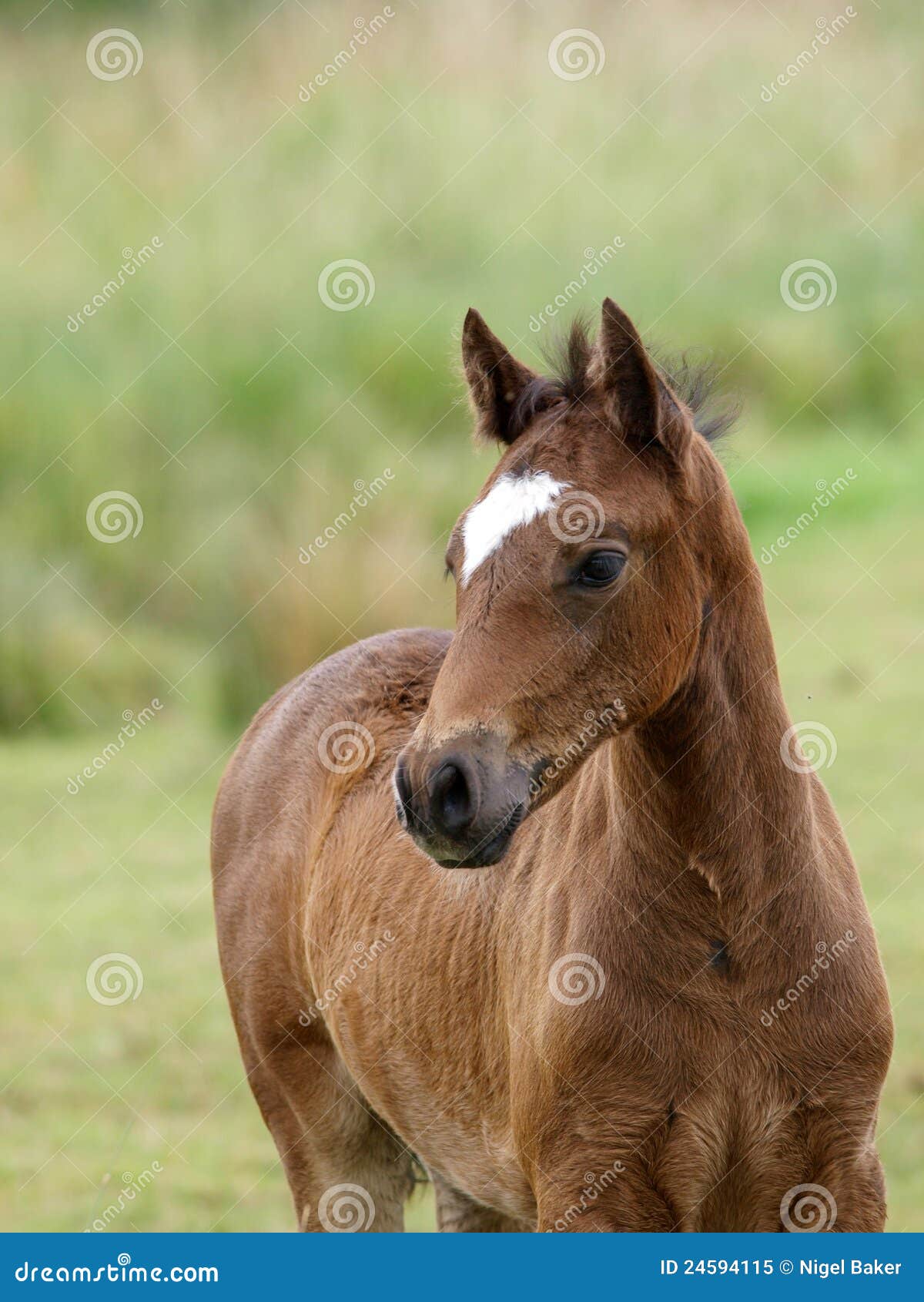 Welsh Foal stock image. Image of equine, country, field - 24594115