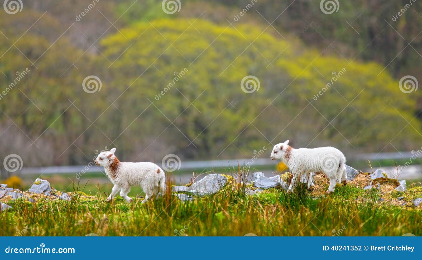 Welsh lambs stock photo. Image of lamb, copyspace, ridge - 40241352