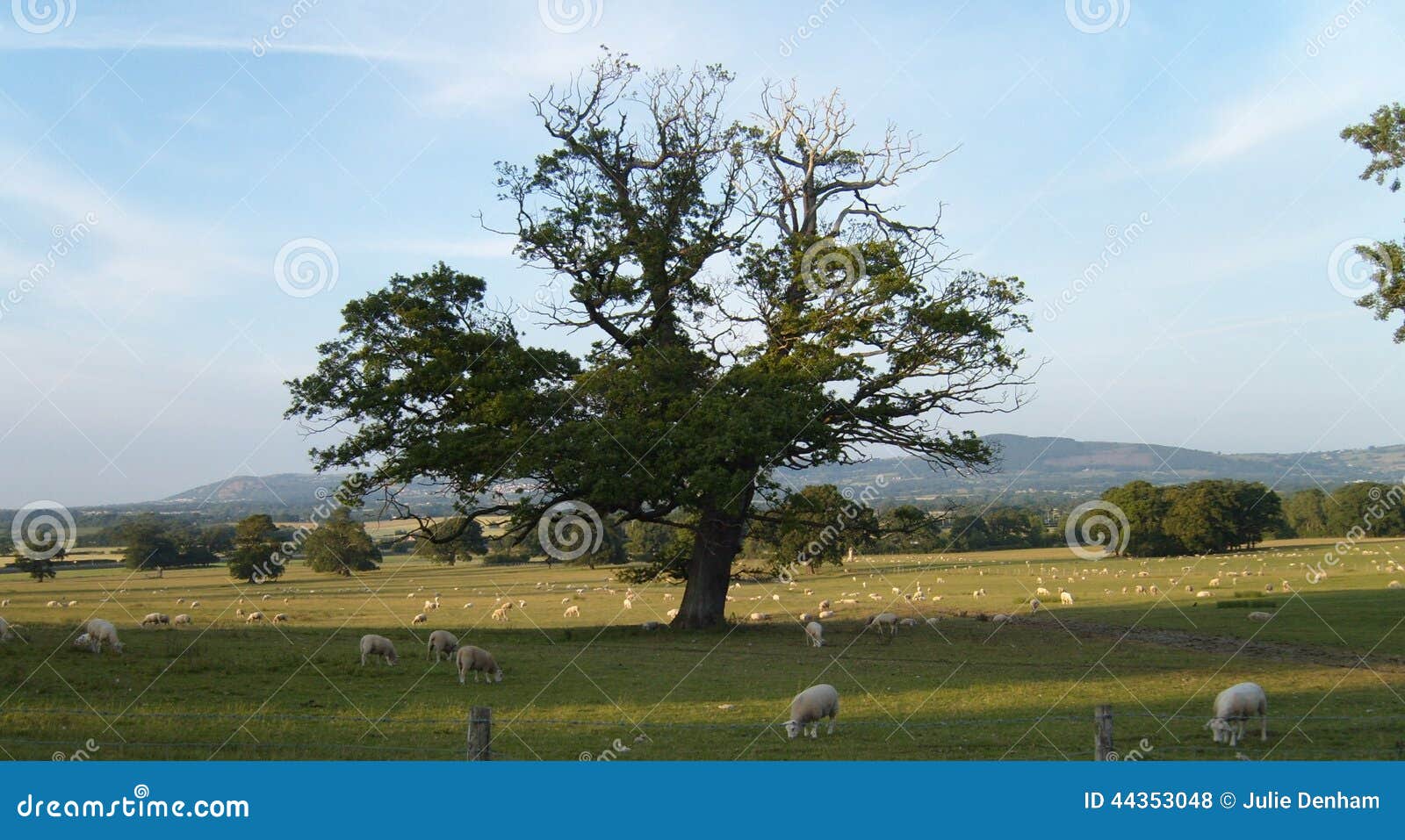 Welsh Landscape: Grazing Sheep Stock Photo - Image of farm, countryside ...
