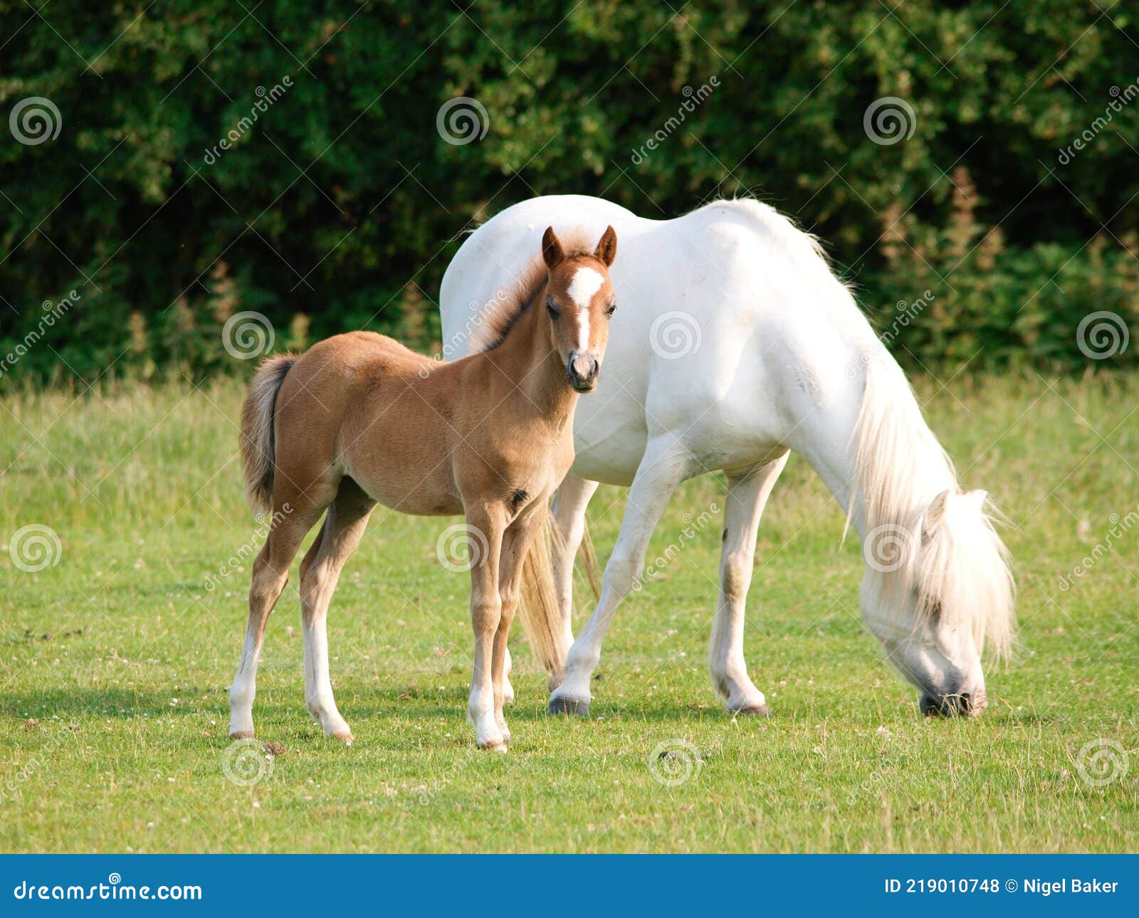 Welsh Mare and Foal stock photo. Image of equine, mammal - 219010748