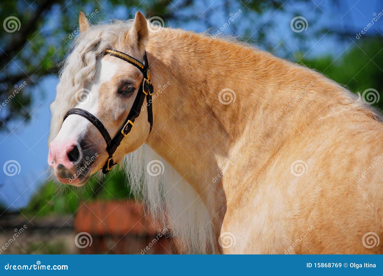 332 Pony Neigh Stock Photos - Free & Royalty-Free Stock Photos from ...