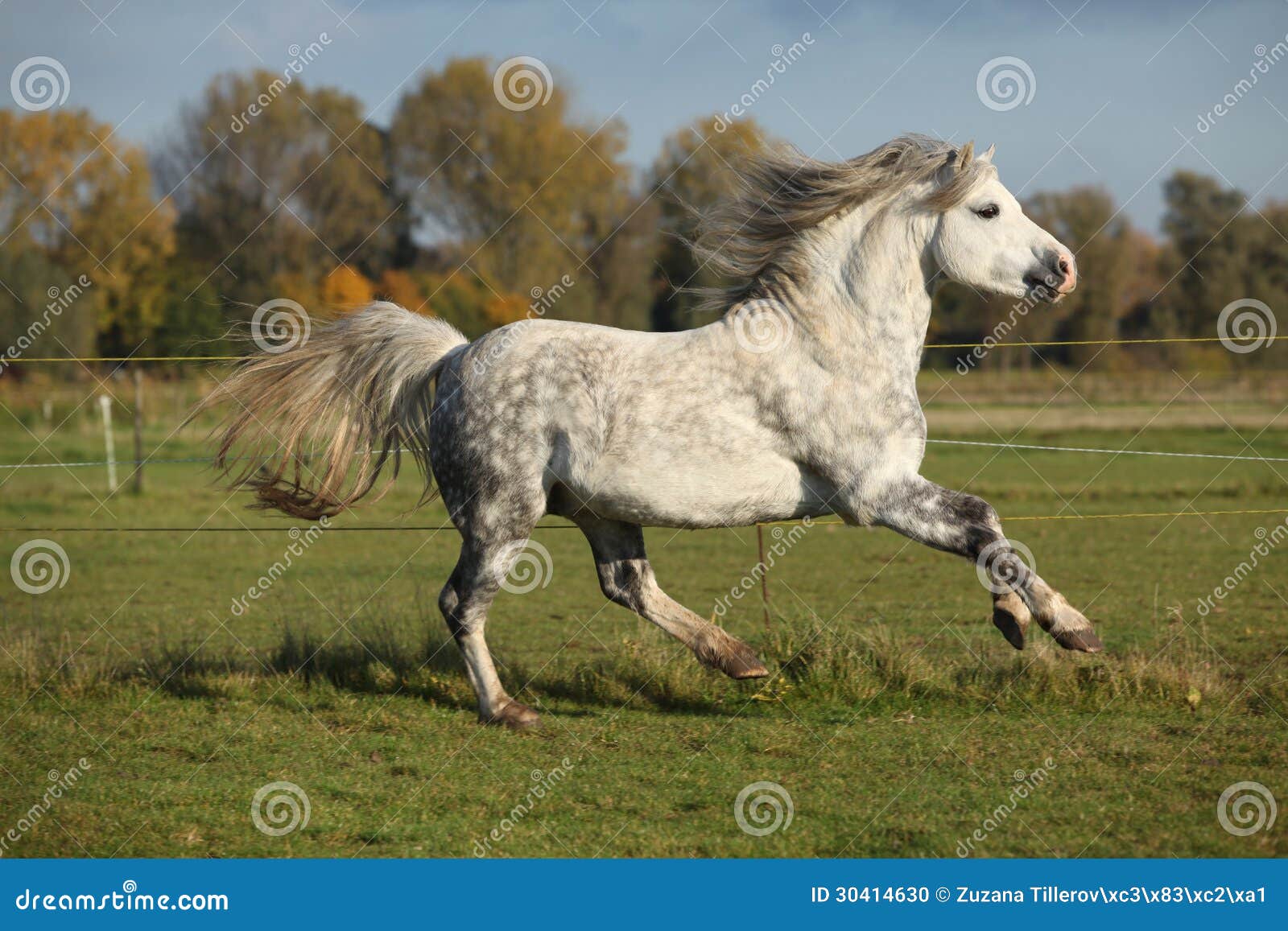Welsh Mountain Pony Stallion Galloping Stock Photo - Image of move ...