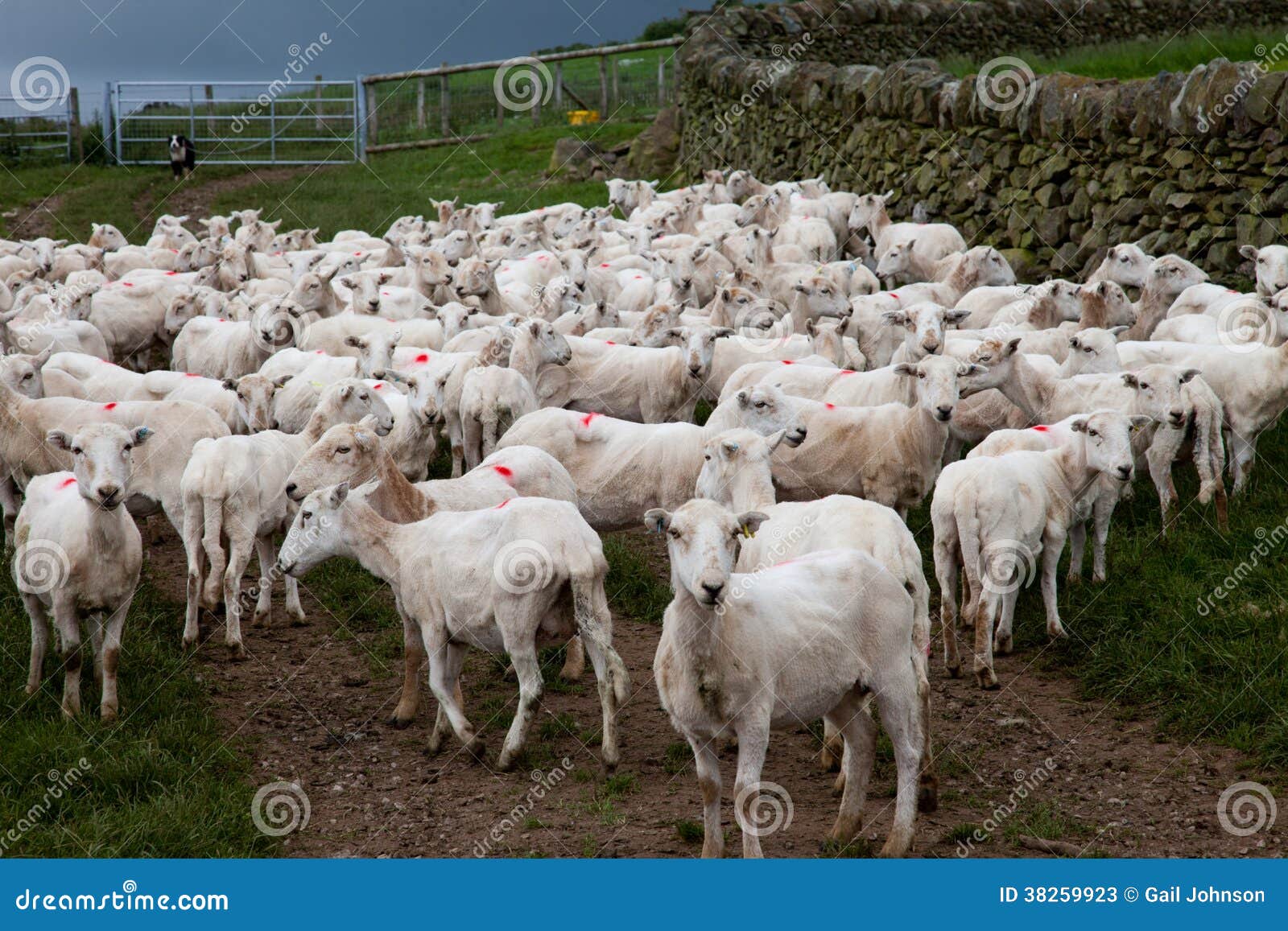 Welsh Mountain Sheep stock image. Image of flock, farm - 38259923