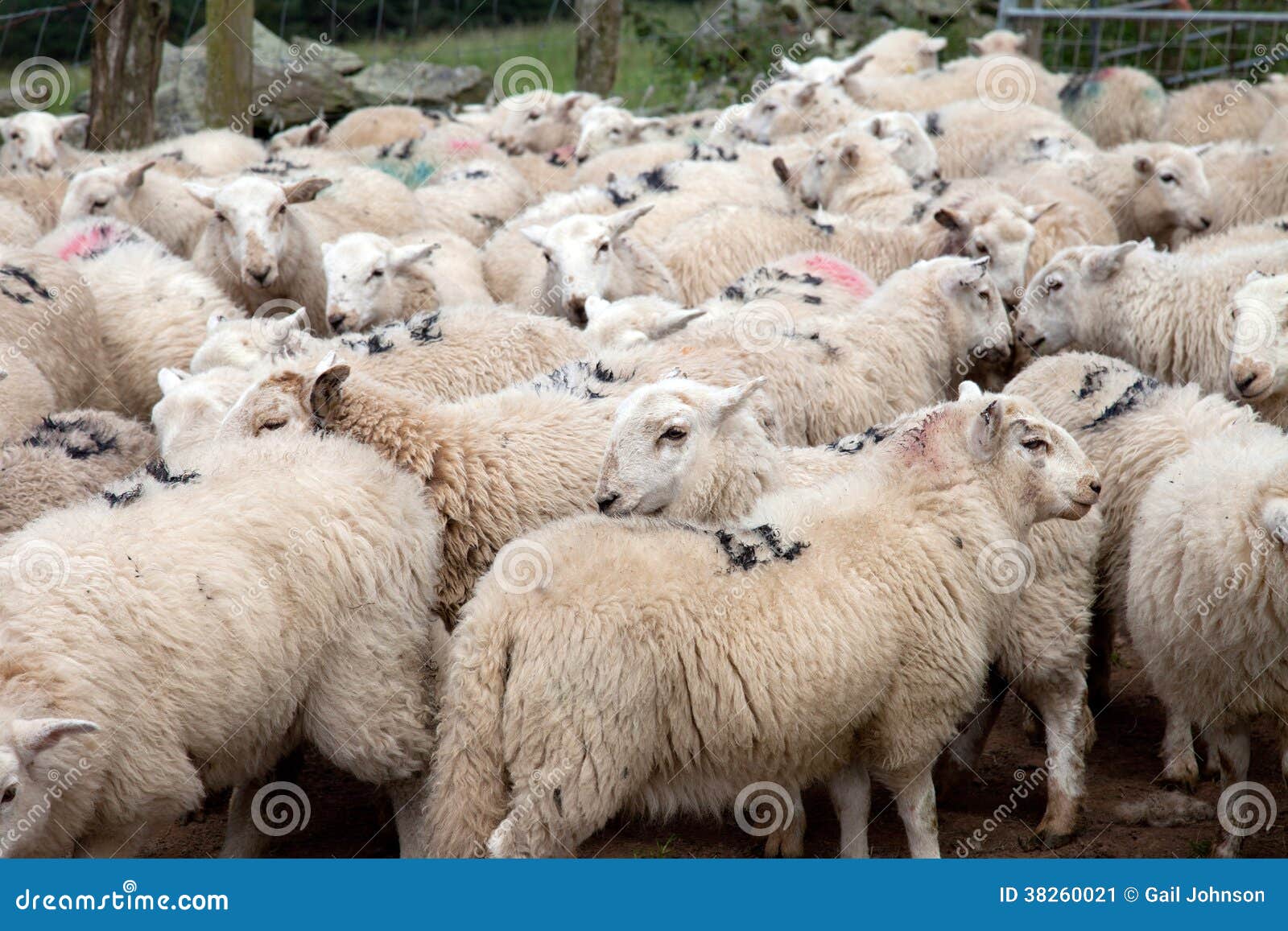 Welsh Mountain Sheep stock image. Image of welsh, mountain - 38260021