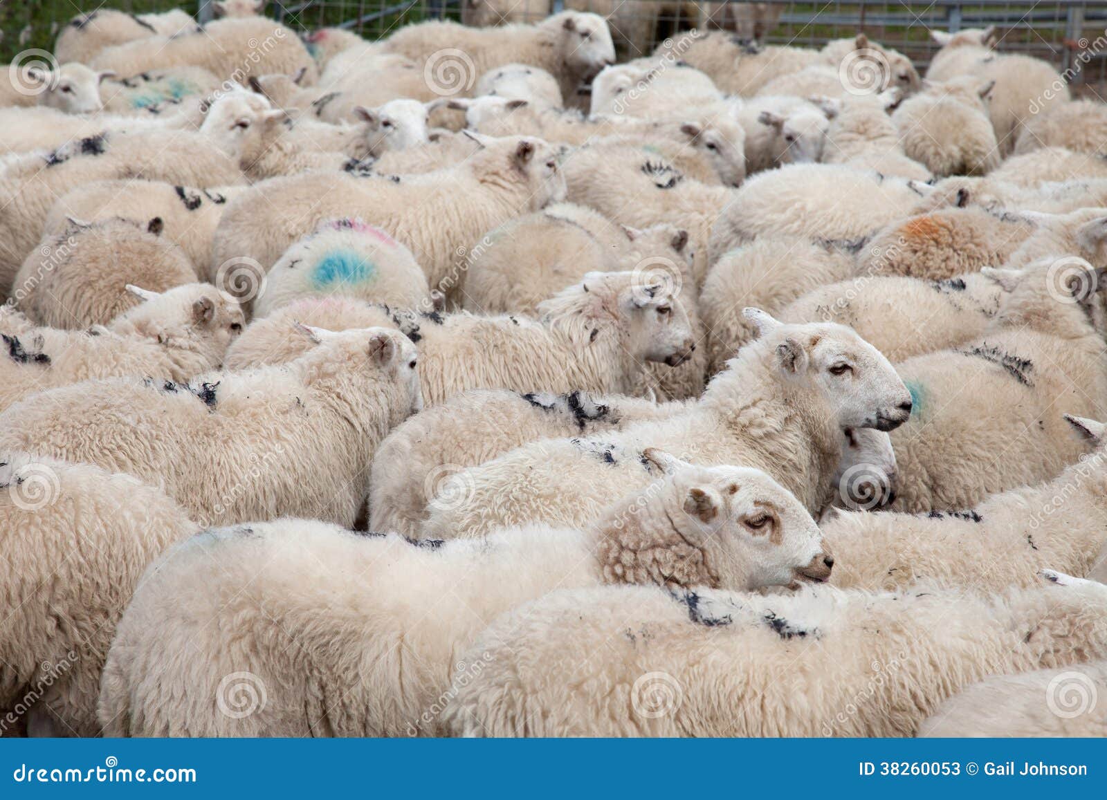 Welsh Mountain Sheep stock image. Image of views, farming - 38260053