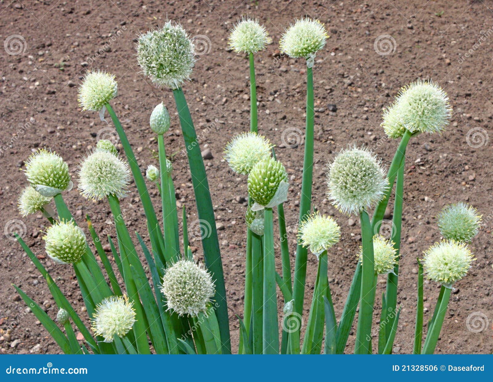 Welsh Onion Plants. stock photo. Image of produce, growing - 21328506