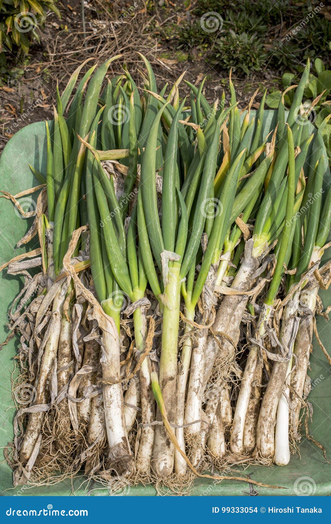 Welsh onions stock photo. Image of cook, products, produce - 99333054