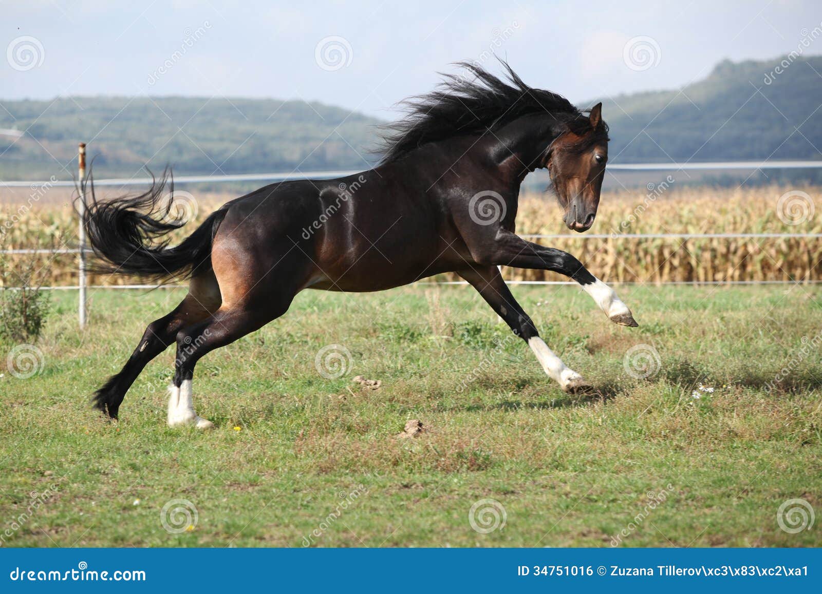 Welsh Part Bred Stallion Jumping Stock Photo - Image of action, brown ...