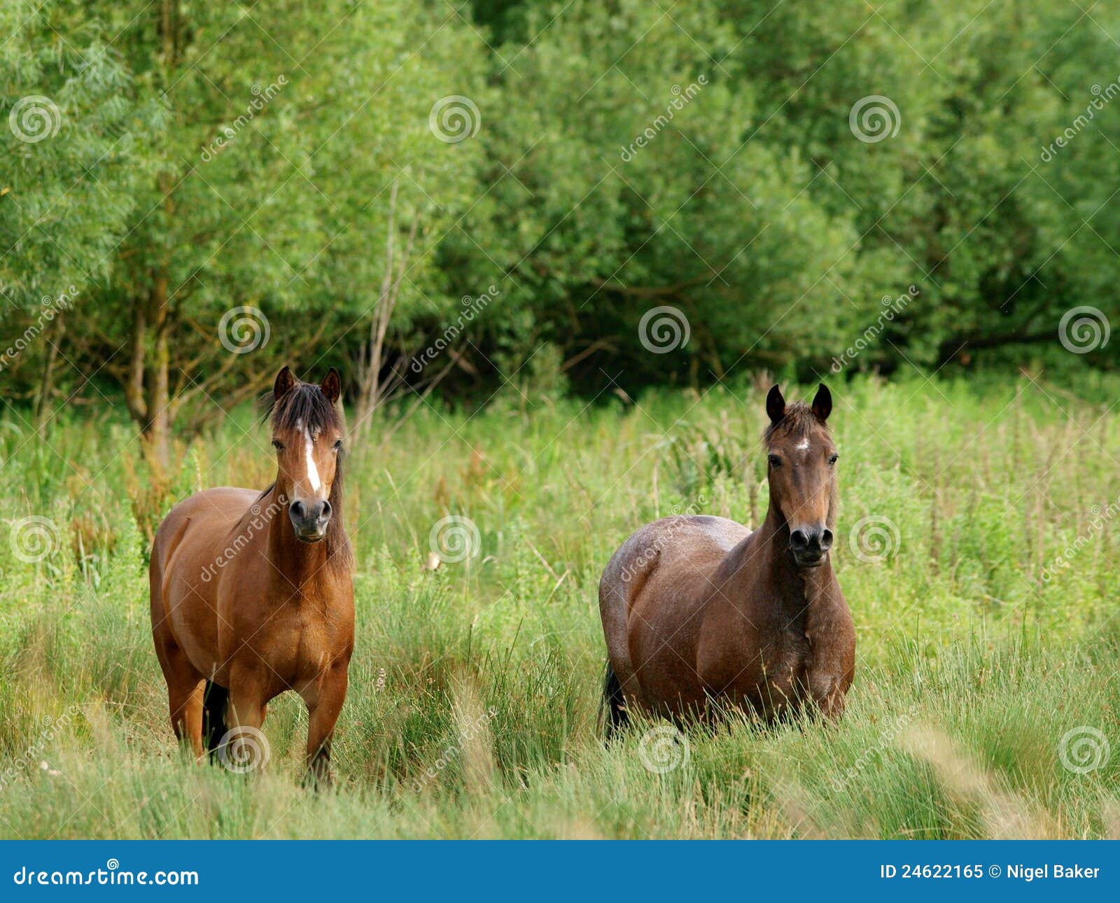 Welsh Ponies stock image. Image of equestrian, behaviour - 24622165