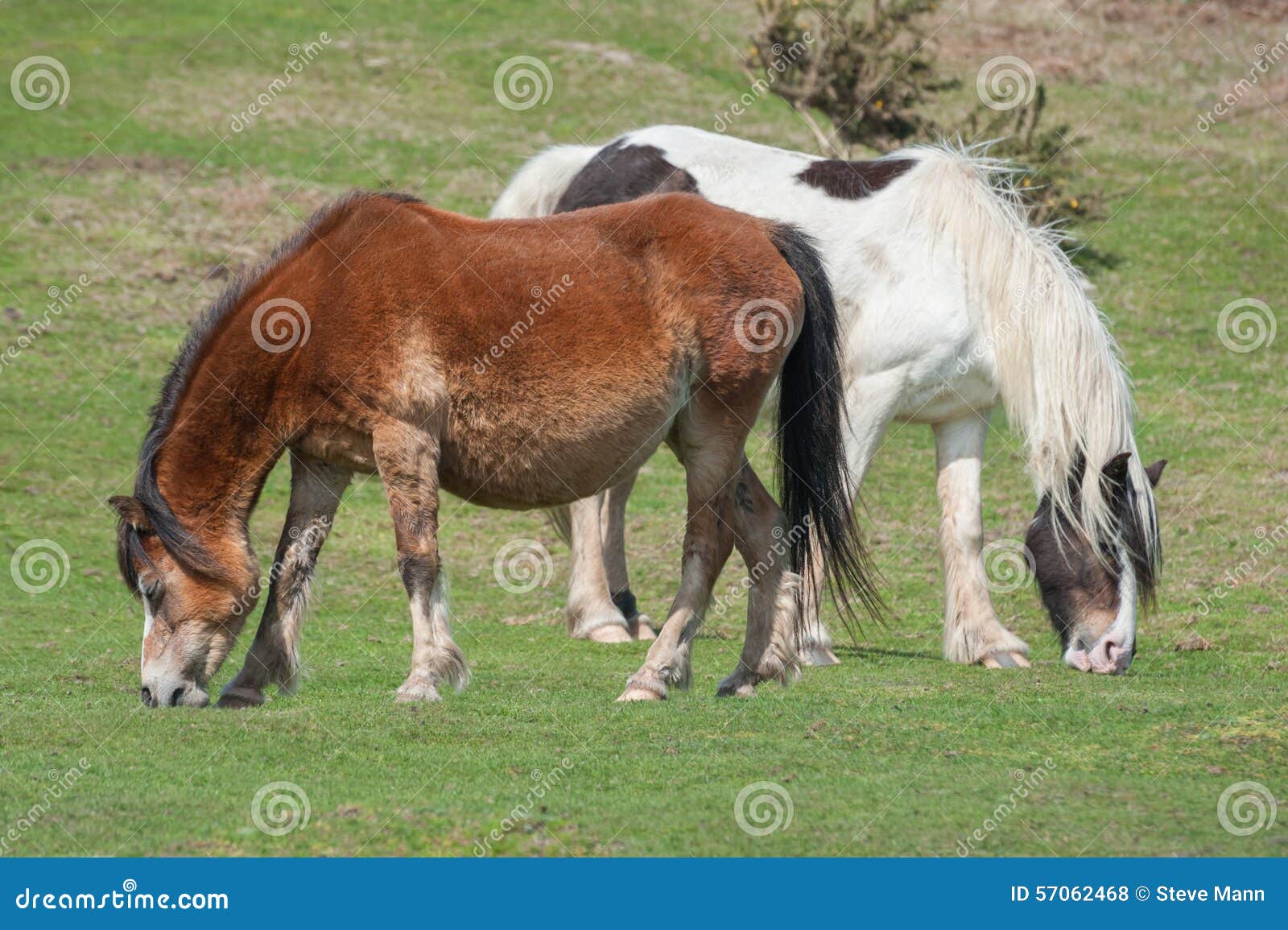 Welsh ponies stock photo. Image of farm, pets, livestock - 57062468