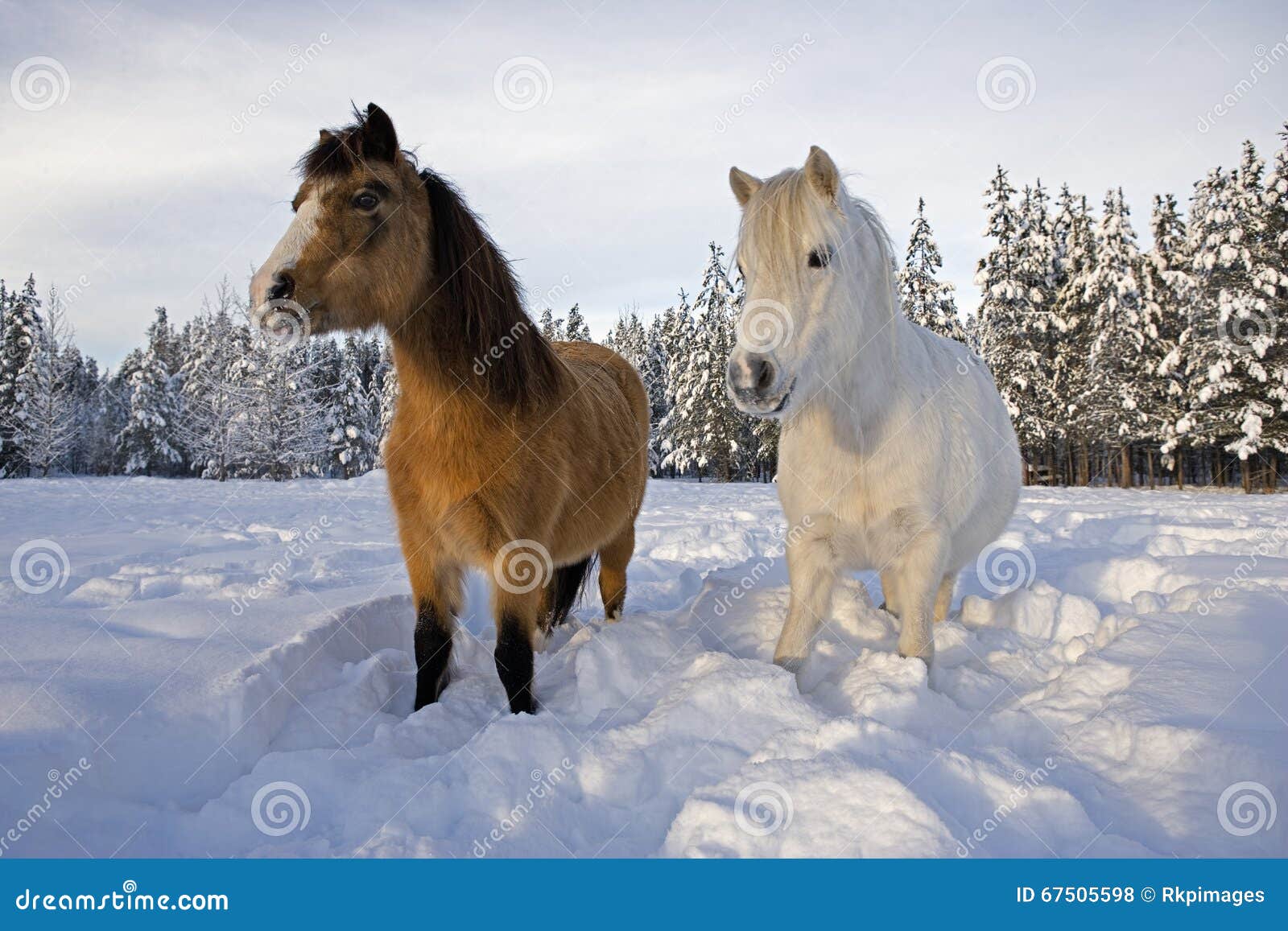 Welsh Ponies in stock photo. Image of welsh, breed, pony - 67505598