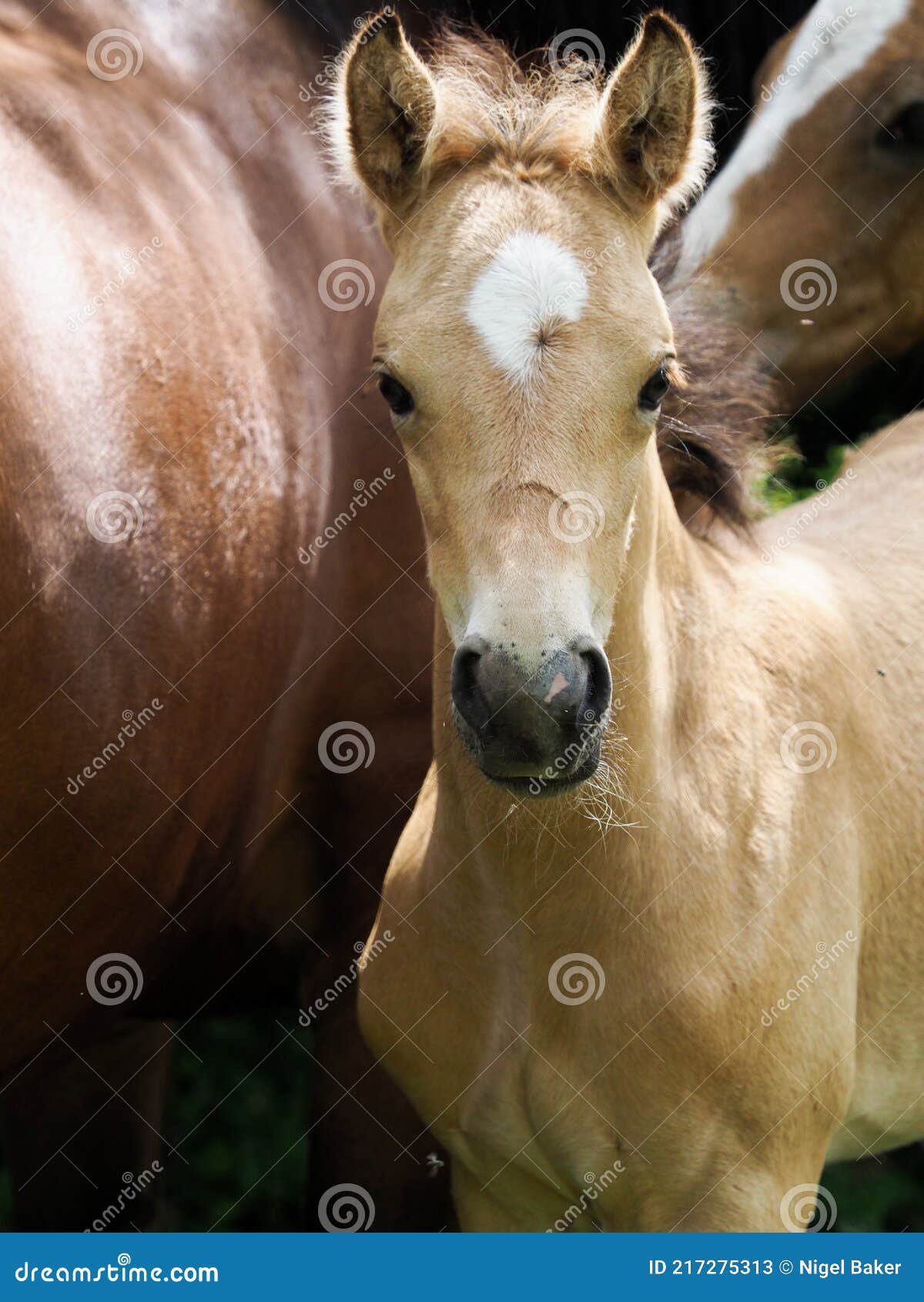 Welsh Pony Foal stock image. Image of love, summer, beautiful - 217275313