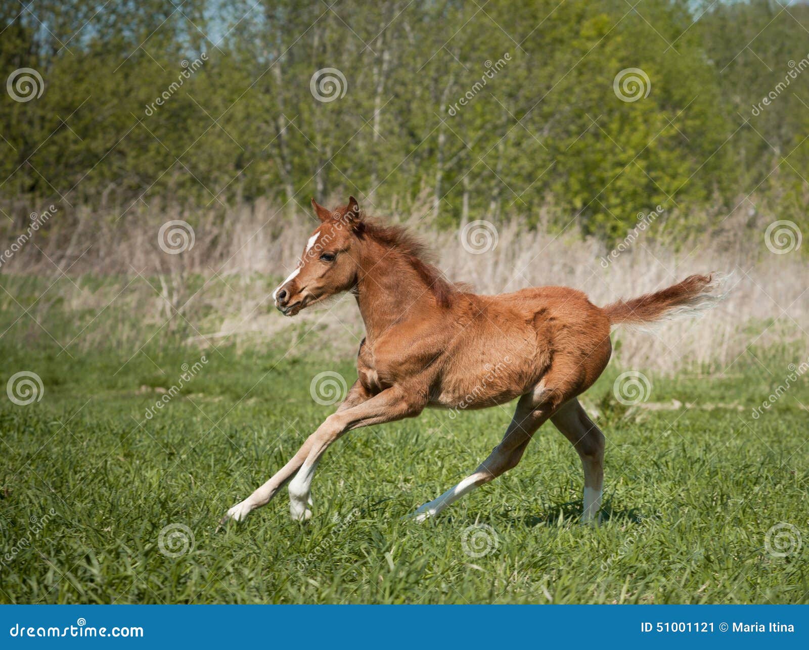 Welsh pony foal running stock image. Image of front, hoofed - 51001121