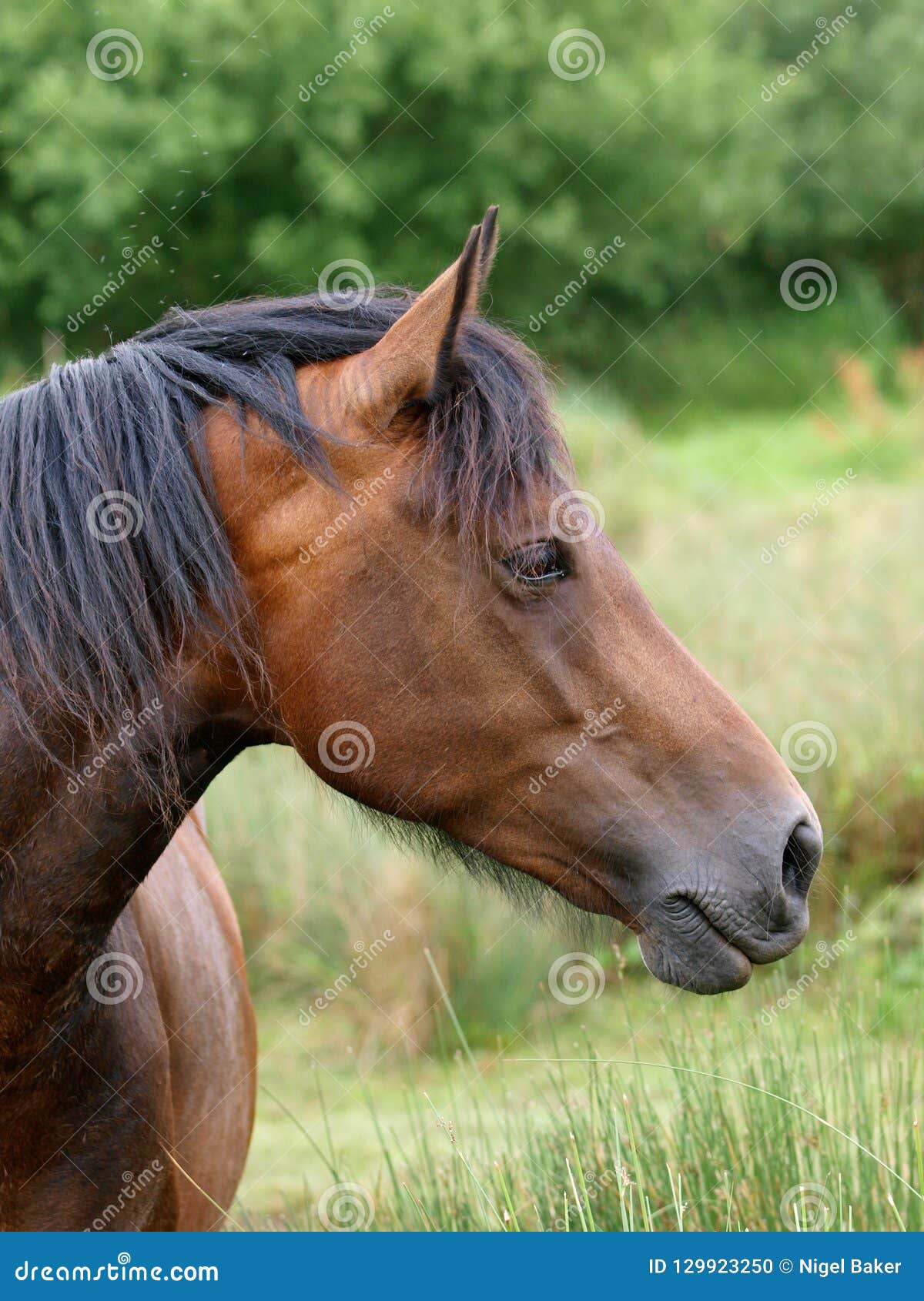 Welsh Pony stock photo. Image of face, field, welsh - 129923250