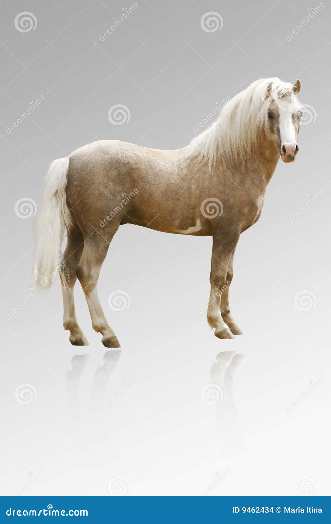 Welsh Pony Isolated on Grey Stock Photo - Image of farm, livestock: 9462434