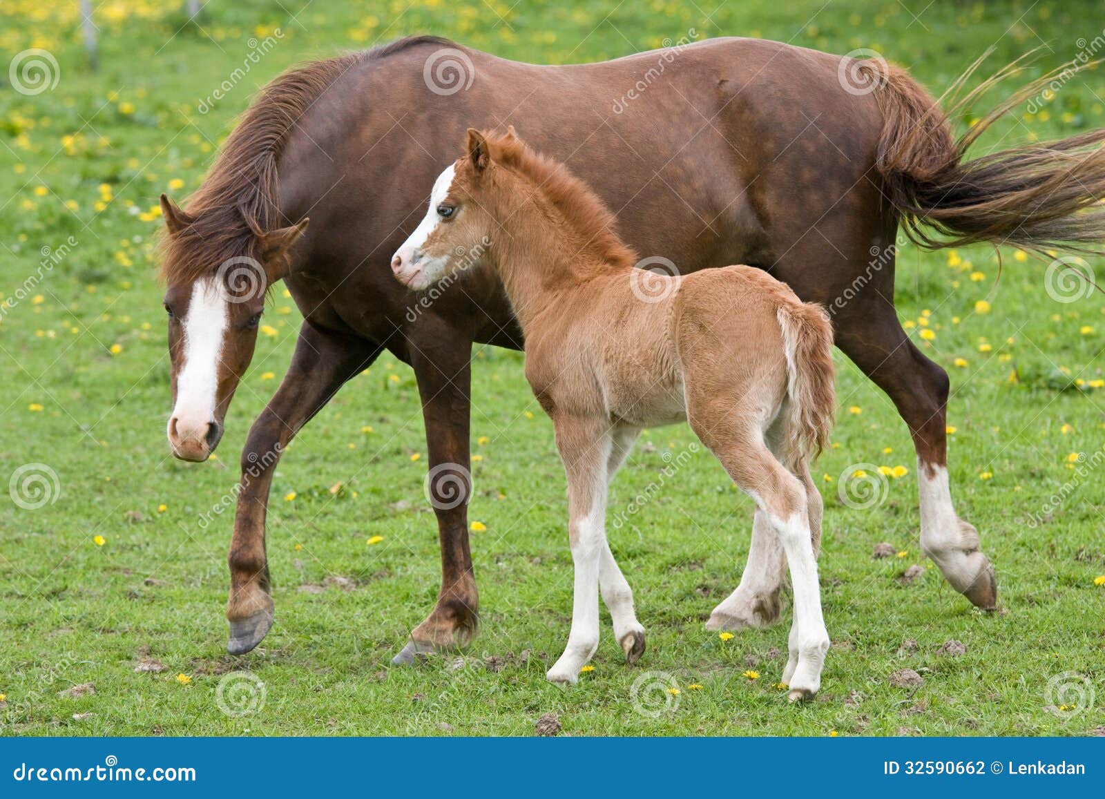 Welsh pony mare with foal stock photo. Image of baby - 32590662