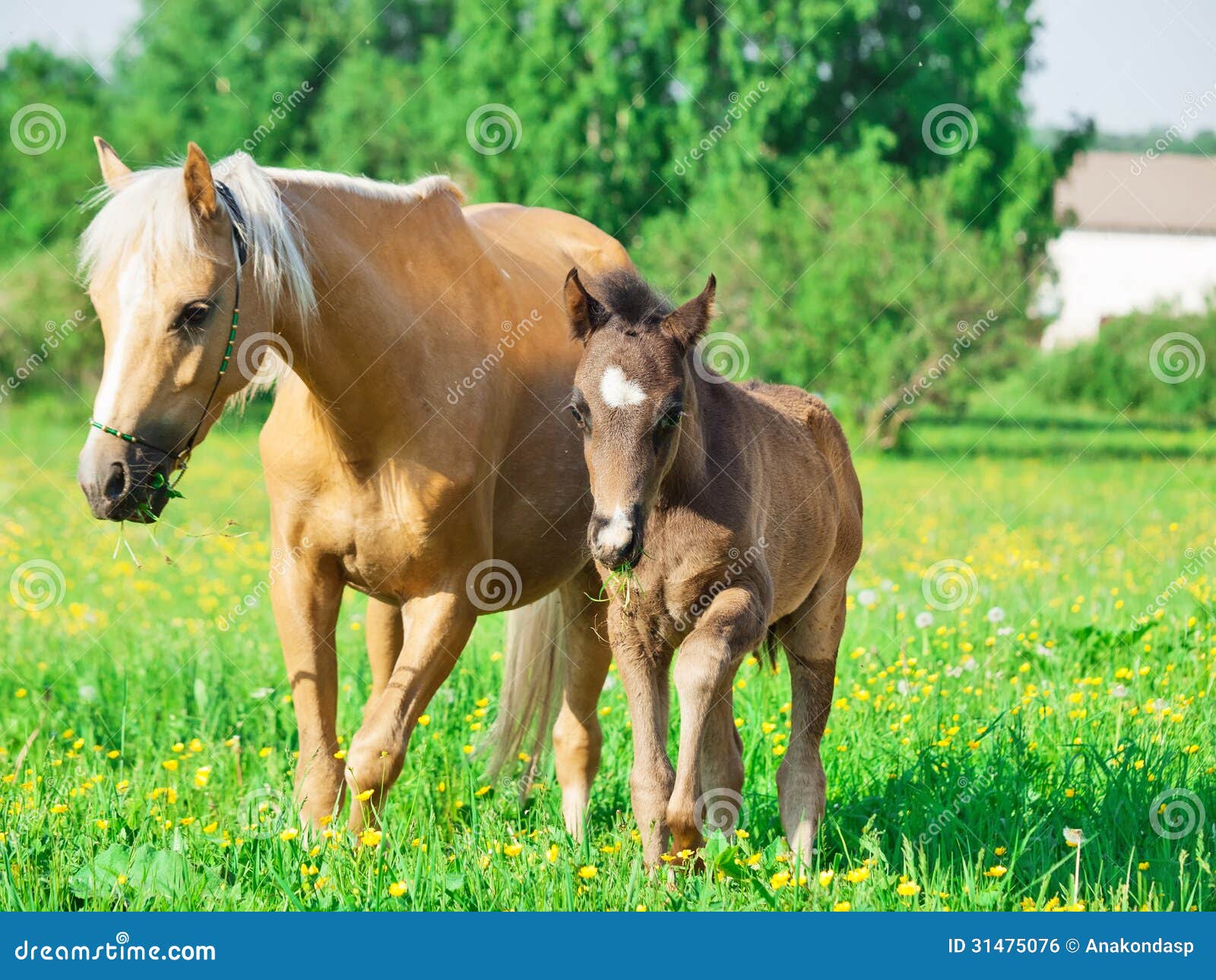 Welsh Pony Mare with Foal in the Spring Meadow Stock Photo - Image of ...