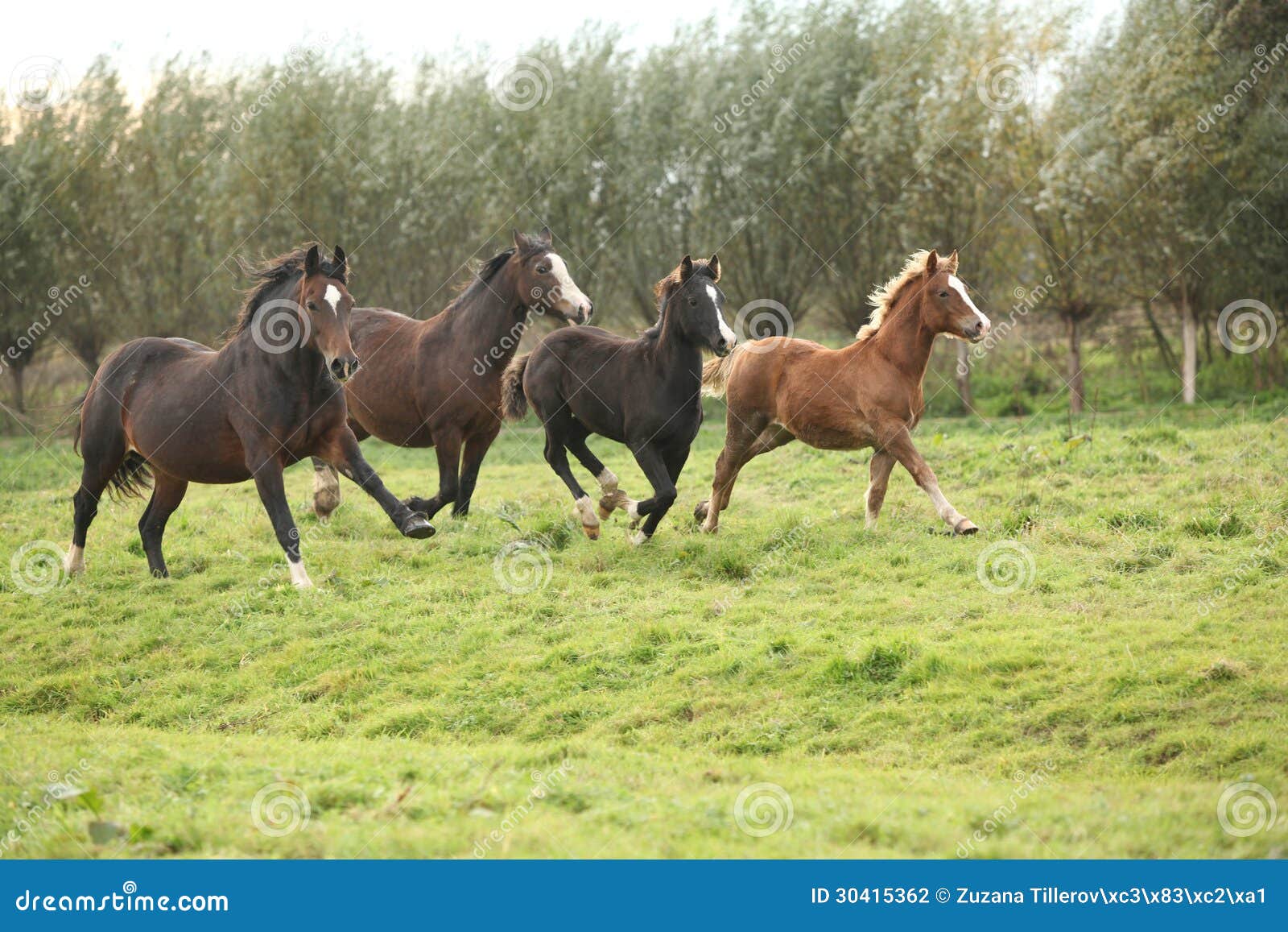 Welsh Pony Mares with Foals Running Stock Photo - Image of color, speed ...