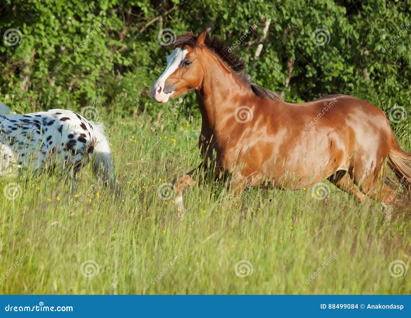 Welsh Pony and Mini Appaloosa Running in the Field Stock Photo - Image ...