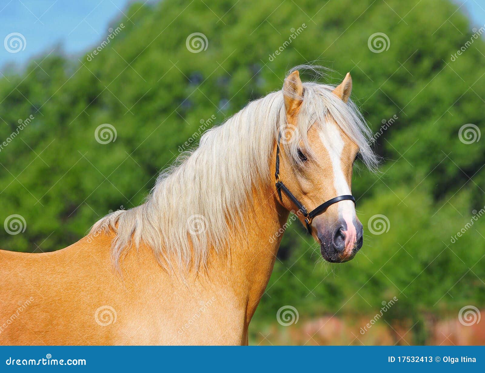 Welsh pony portrait stock image. Image of whinny, grey - 17532413