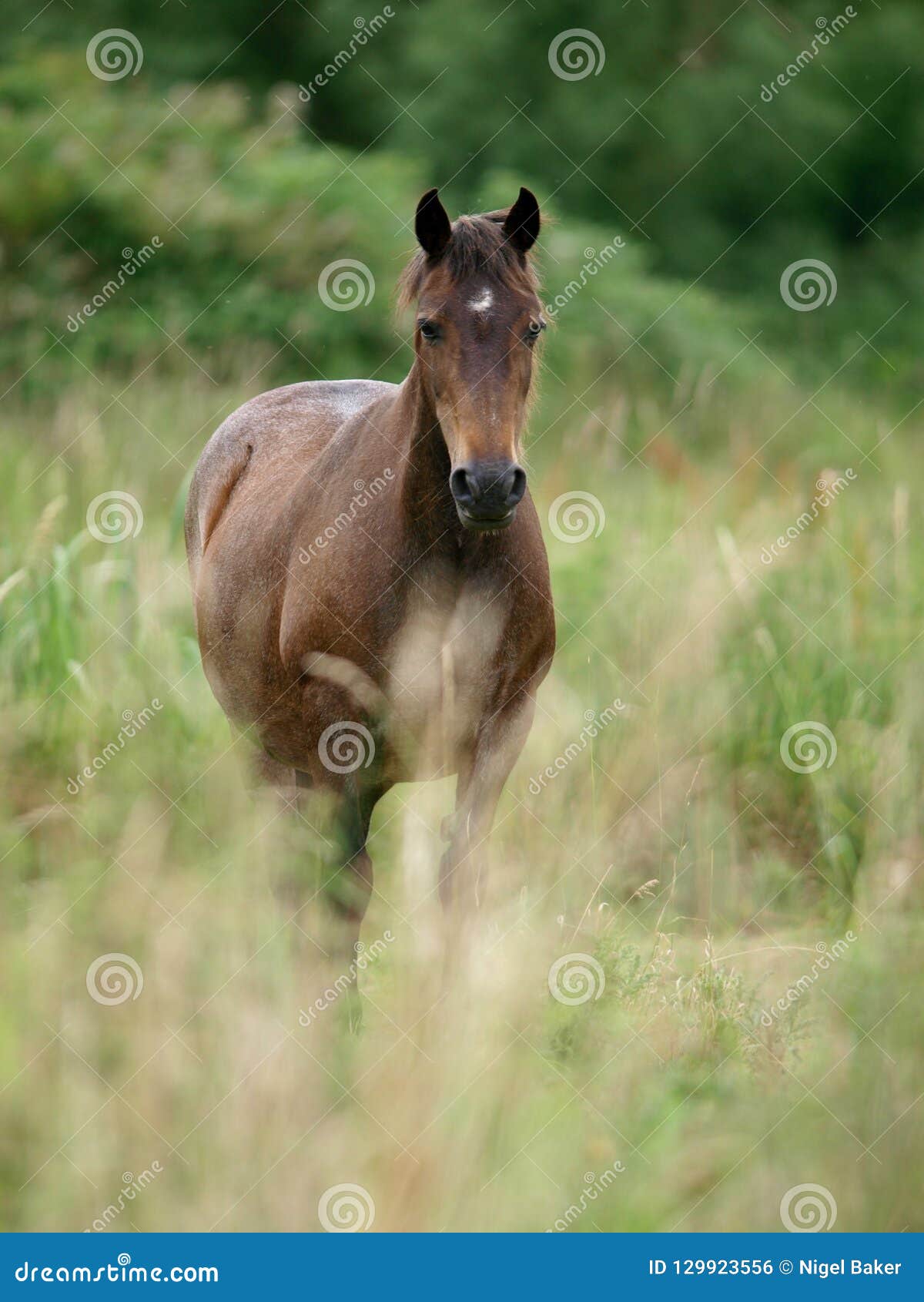 Welsh Pony stock photo. Image of beauty, grass, riding - 129923556