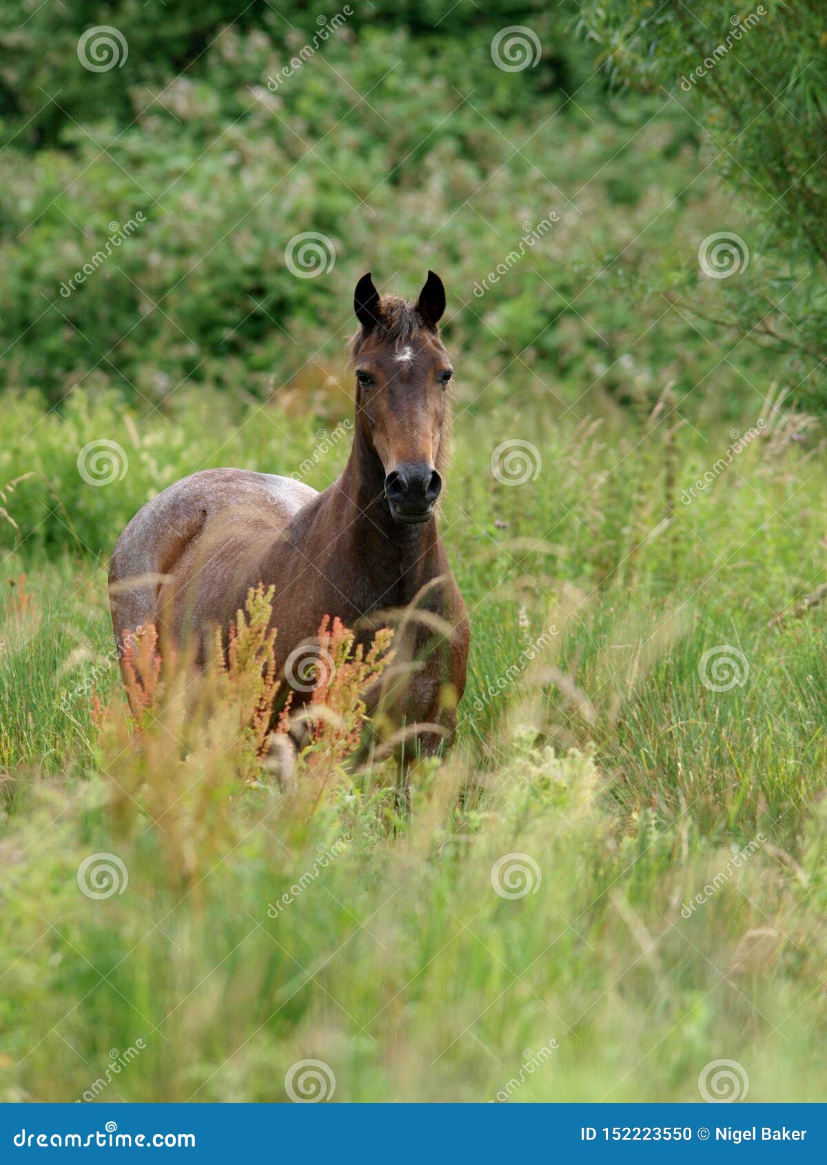 Welsh Pony stock photo. Image of single, horse, freedom - 152223550