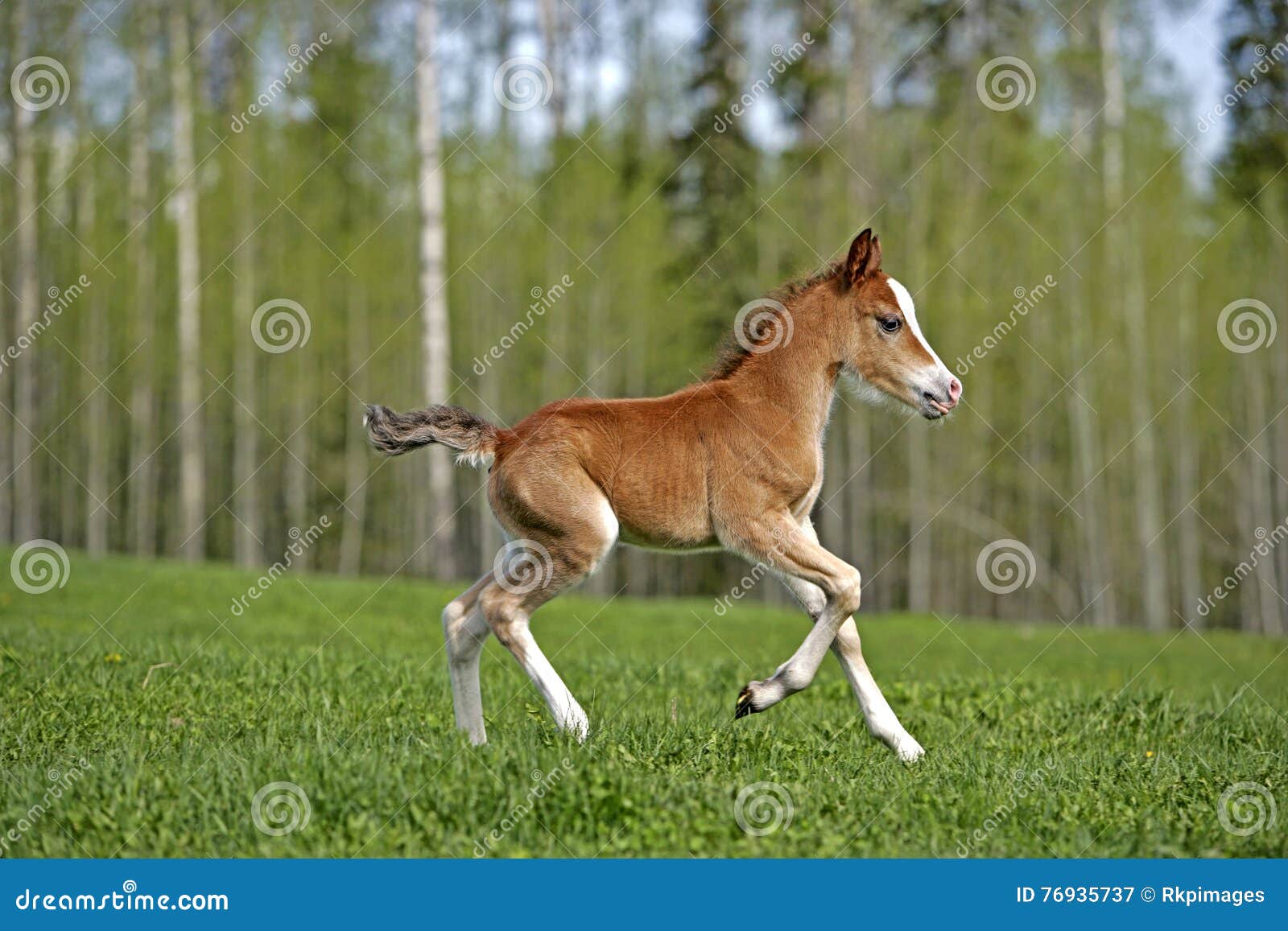 Welsh Pony Running in Meadow Stock Image - Image of tree, horses: 76935737