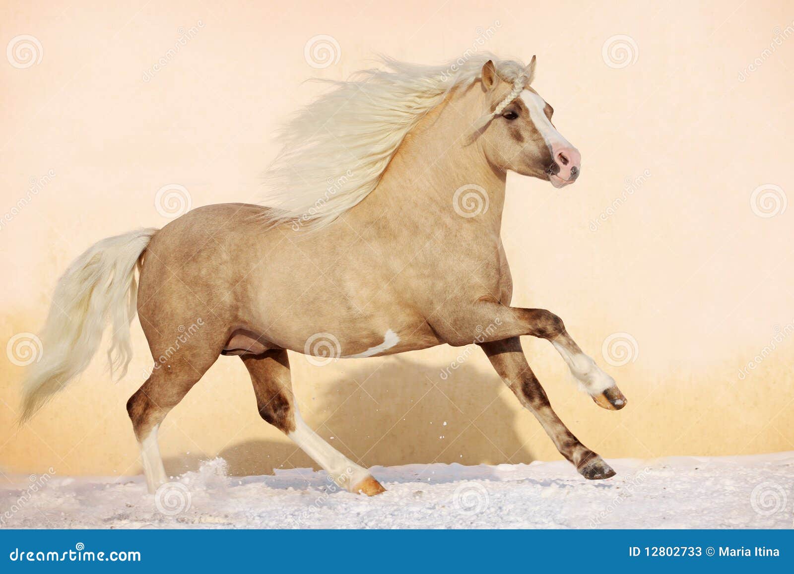 Welsh pony stallion stock image. Image of mane, force - 12802733