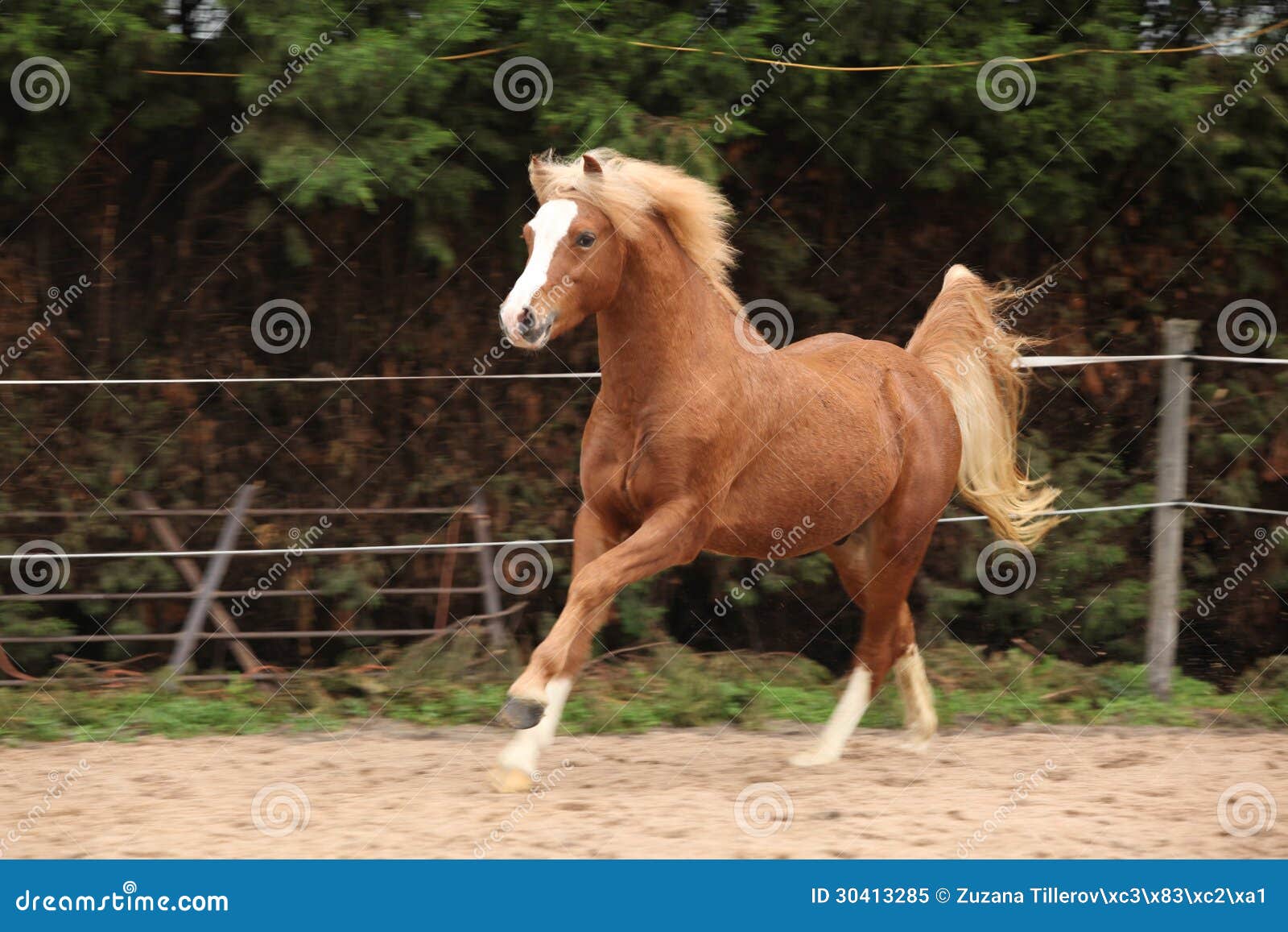Welsh Pony Stallion Chestnut with Blond Hair Stock Image - Image of ...