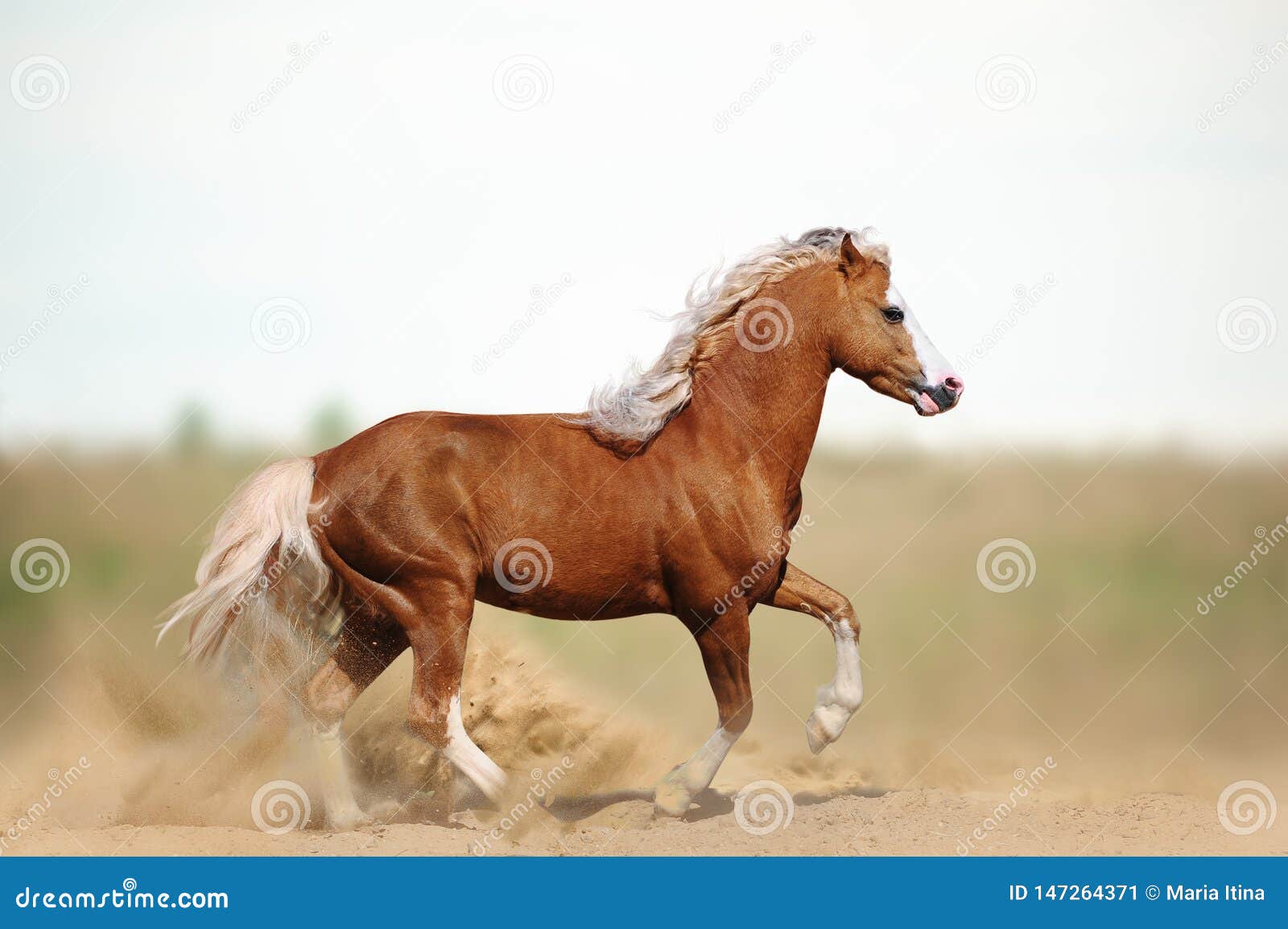 Welsh Pony Stallion in the Field Stock Image - Image of chestnut ...