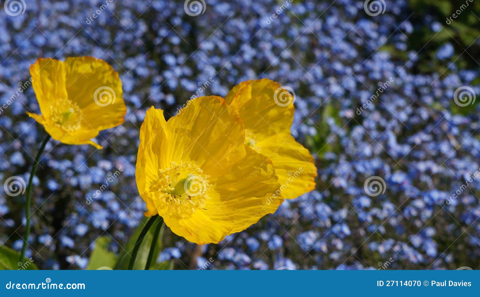 Welsh Poppies stock photo. Image of blue, forgetmenot - 27114070