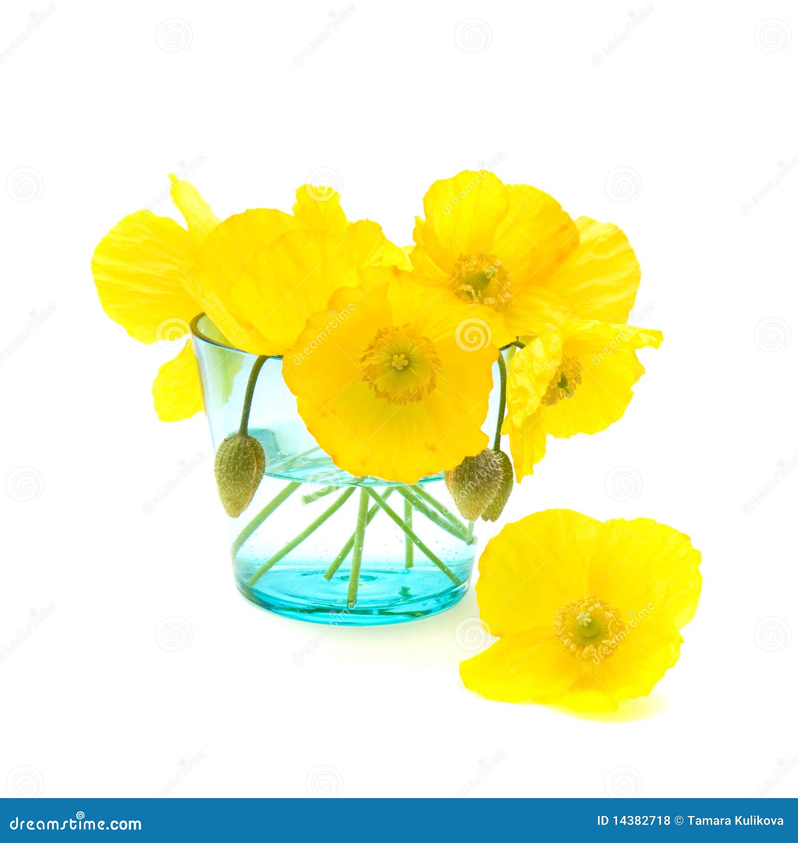 Welsh poppy stock photo. Image of meconopsis, closeup - 14382718