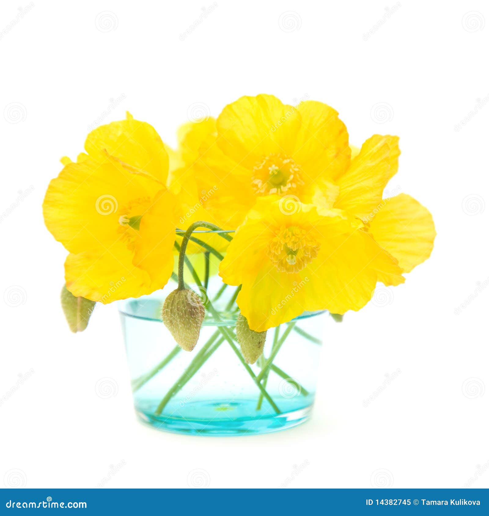 Welsh poppy stock image. Image of shallow, bright, hardy - 14382745