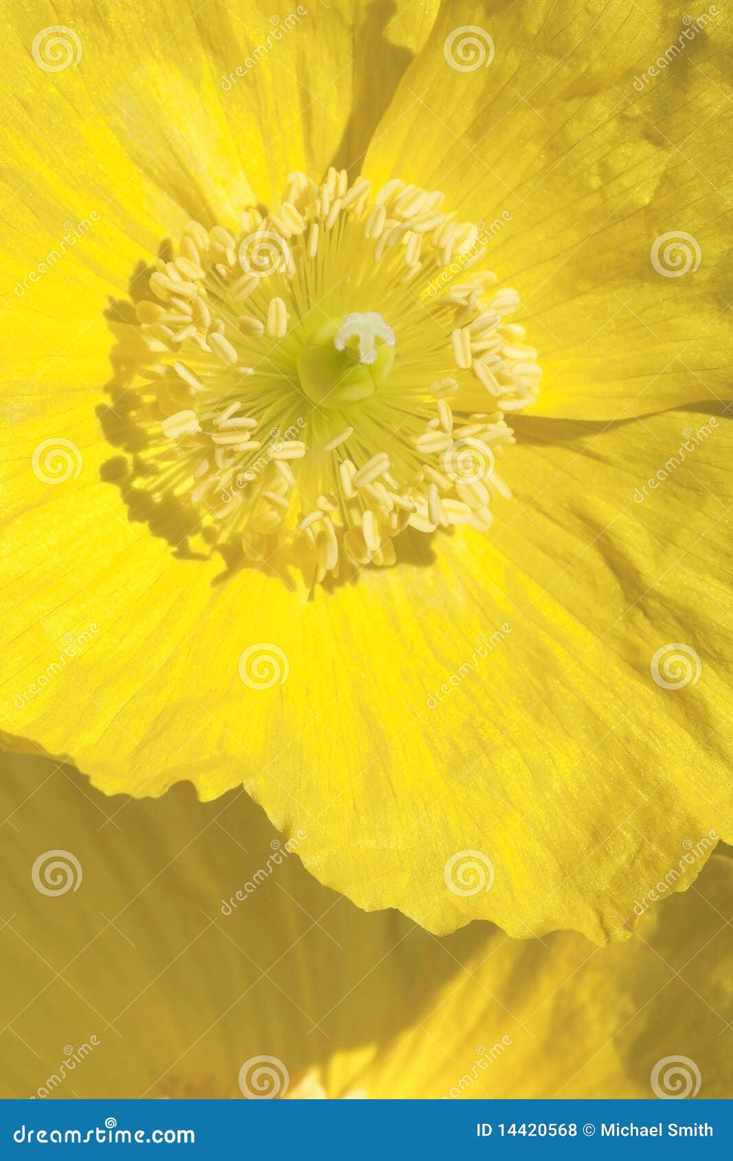 Welsh poppy flower stock photo. Image of welsh, garden - 14420568