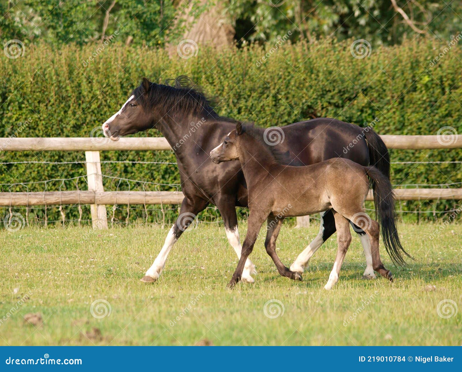 Welsh Mare and Foal stock photo. Image of headshot, pony - 219010784