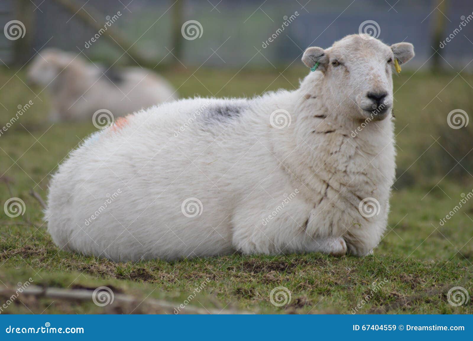 Welsh sheep stock image. Image of welsh, country, sheep - 67404559