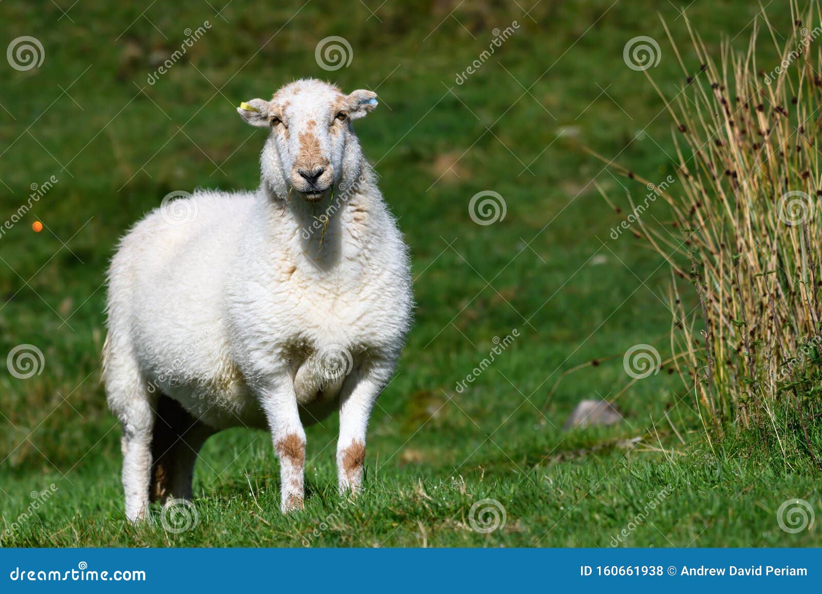 Welsh Sheep on a Hill in Wales Stock Photo - Image of country ...